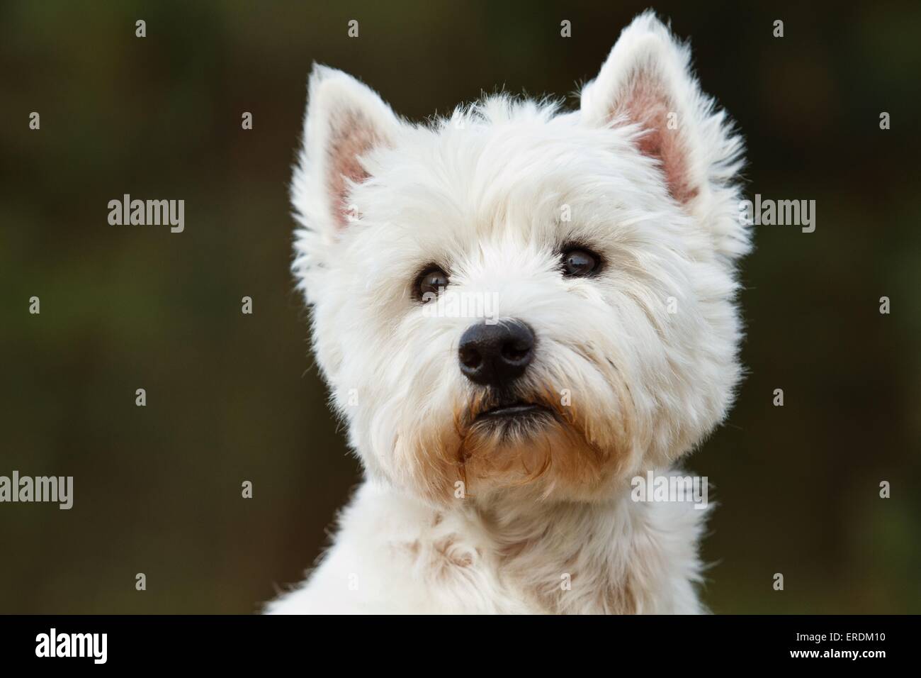 West Highland White Terrier Portrait Stock Photo - Alamy