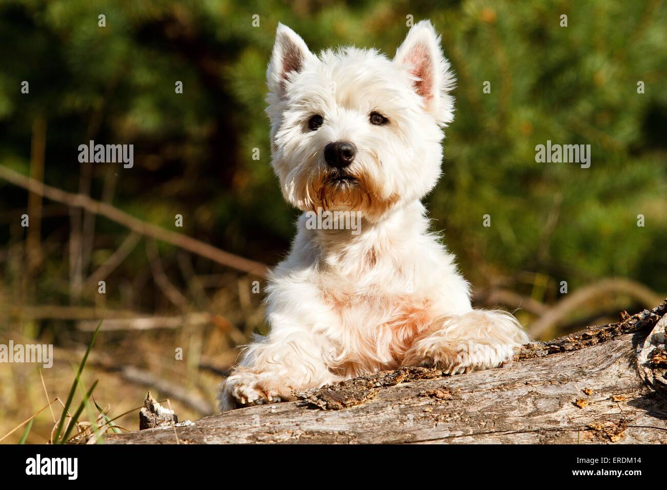 West Highland White Terrier Portrait Stock Photo - Alamy