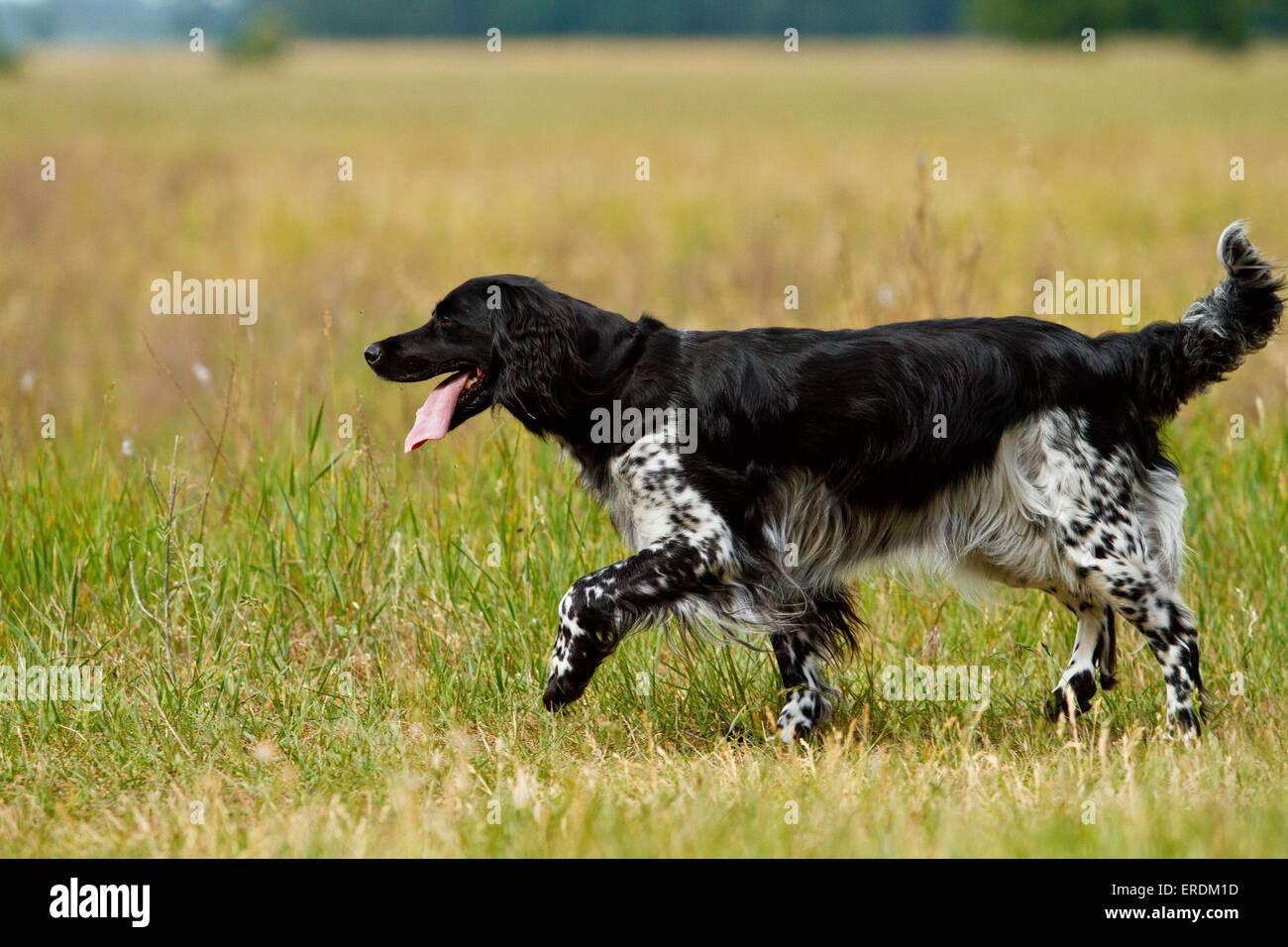 Large munsterlander dog hi-res stock photography and images - Alamy