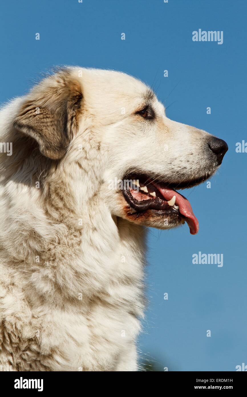Pyrenean Mountain Dog Portrait Stock Photo - Alamy
