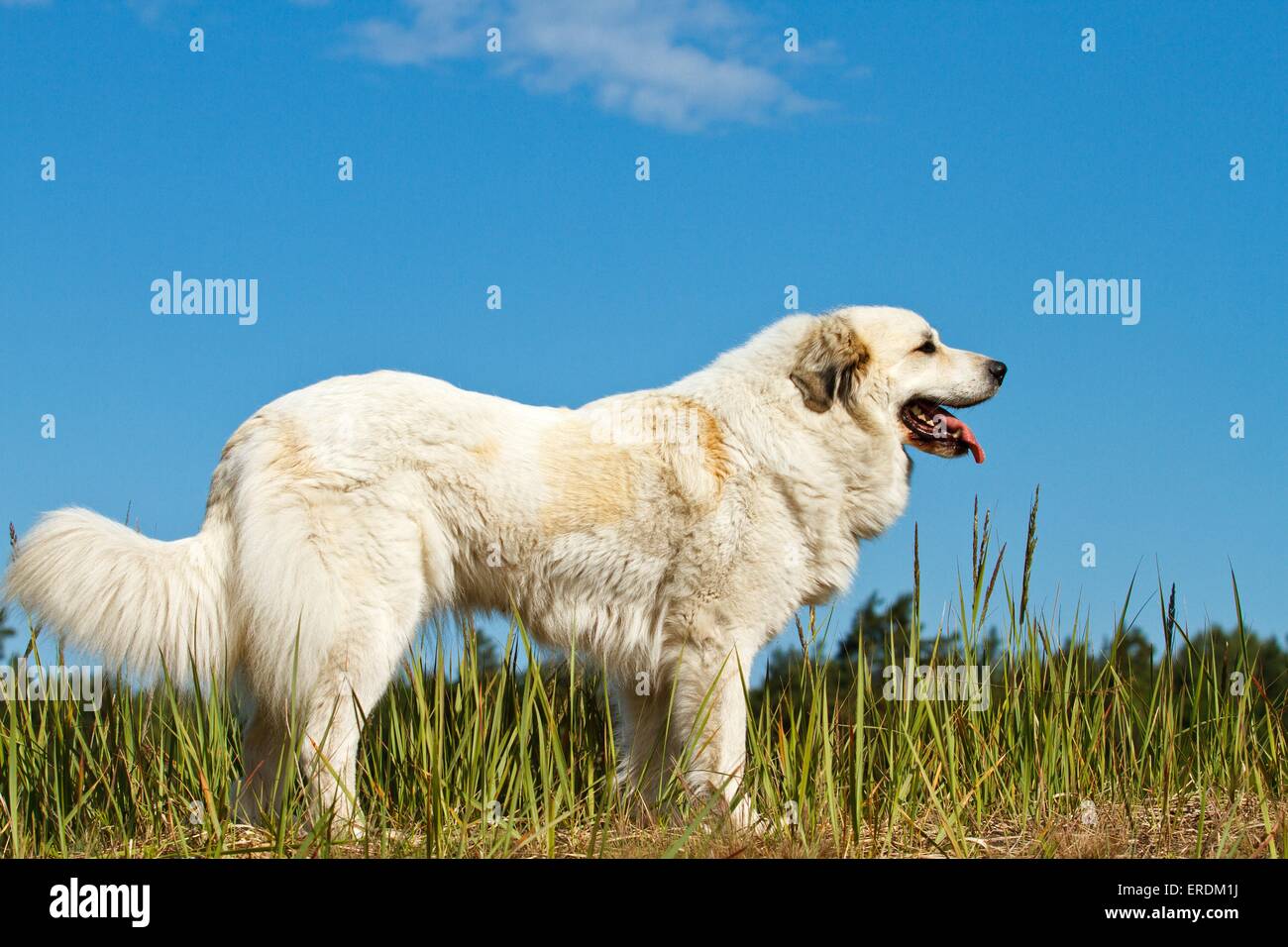 Pyrenean Mountain Dog Stock Photo - Alamy
