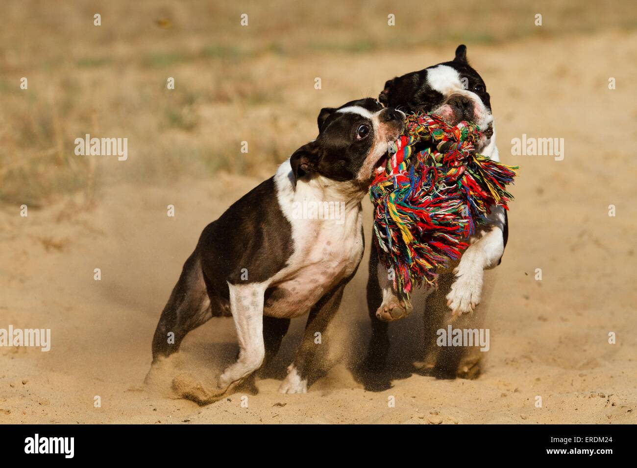 playing Boston Terrier Stock Photo - Alamy
