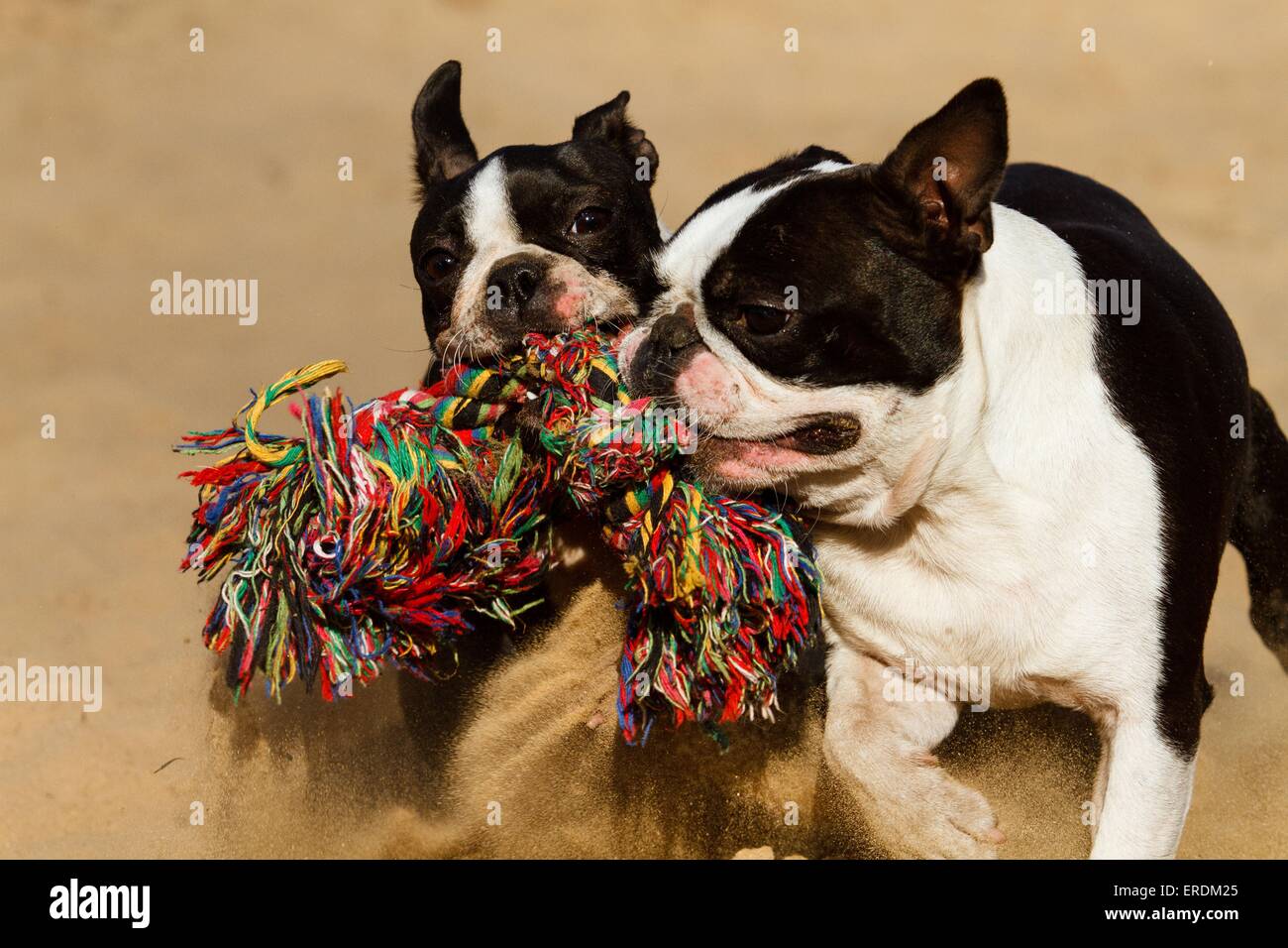 playing Boston Terrier Stock Photo - Alamy