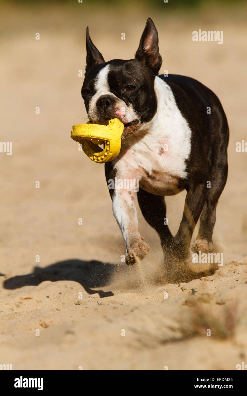 playing Boston Terrier Stock Photo - Alamy