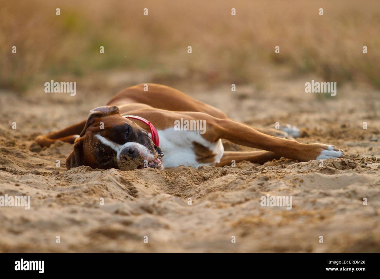lying German Boxer Stock Photo - Alamy