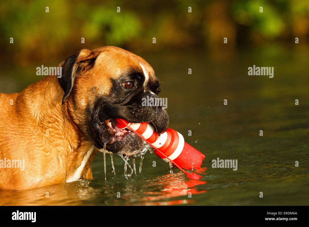 German Boxer Portrait Stock Photo - Alamy