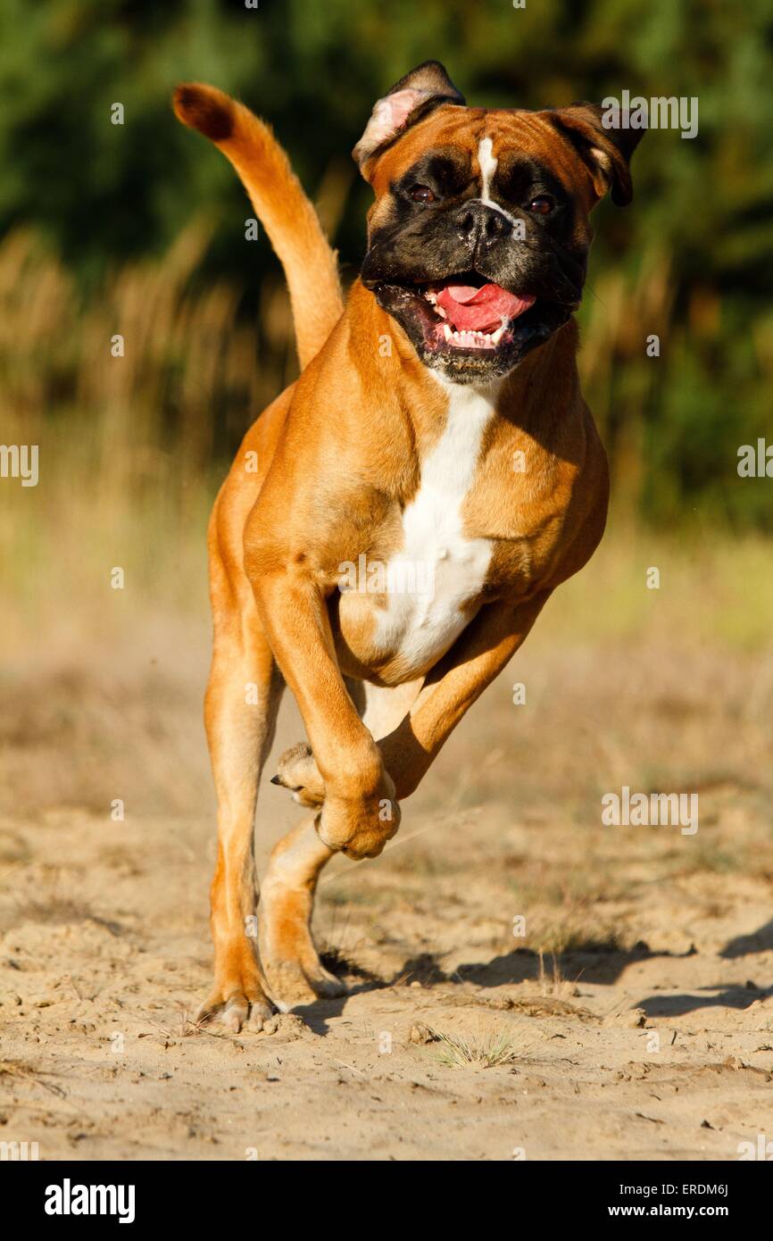 running German Boxer Stock Photo - Alamy
