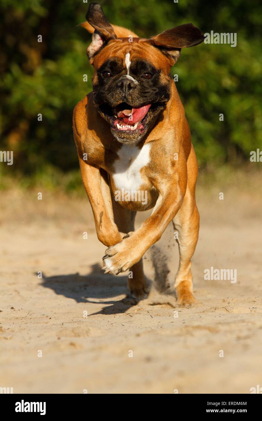 playing German Boxer Stock Photo - Alamy