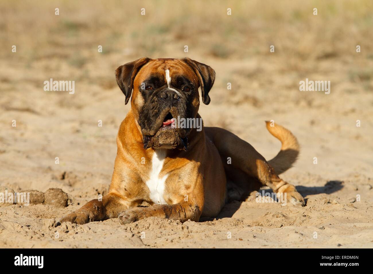 lying German Boxer Stock Photo - Alamy