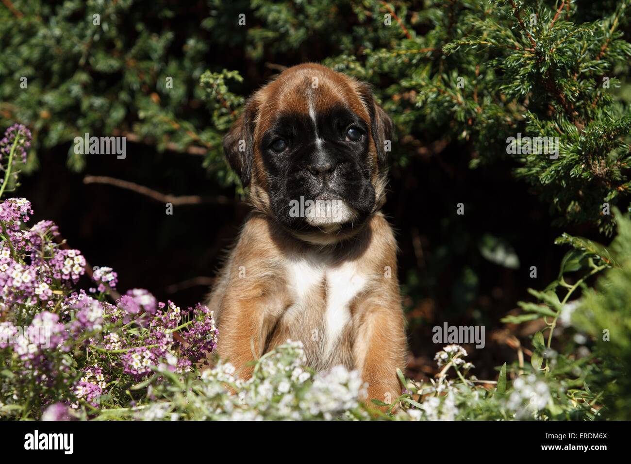German Boxer Puppy Stock Photo - Alamy