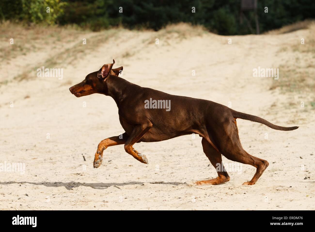 running Doberman Pinscher Stock Photo - Alamy
