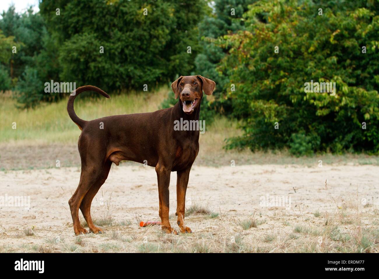 Side view adult doberman pinscher hi-res stock photography and images ...