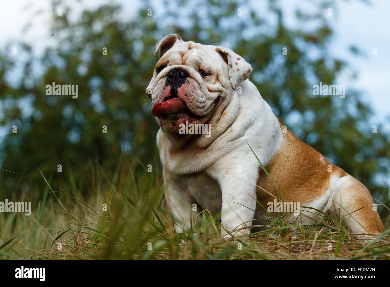 sitting English Bulldog Stock Photo - Alamy