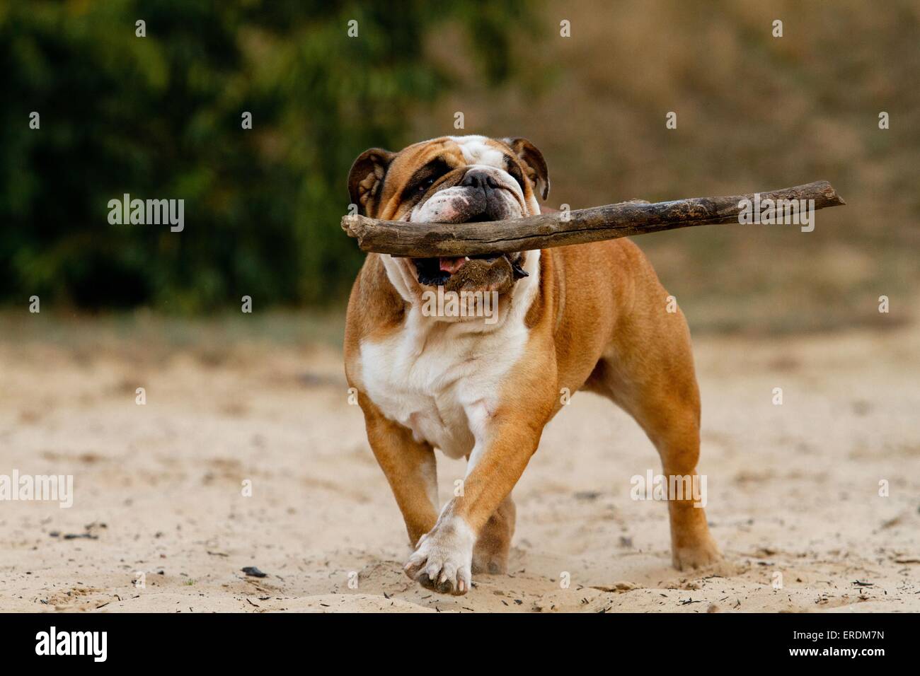 playing English Bulldog Stock Photo - Alamy