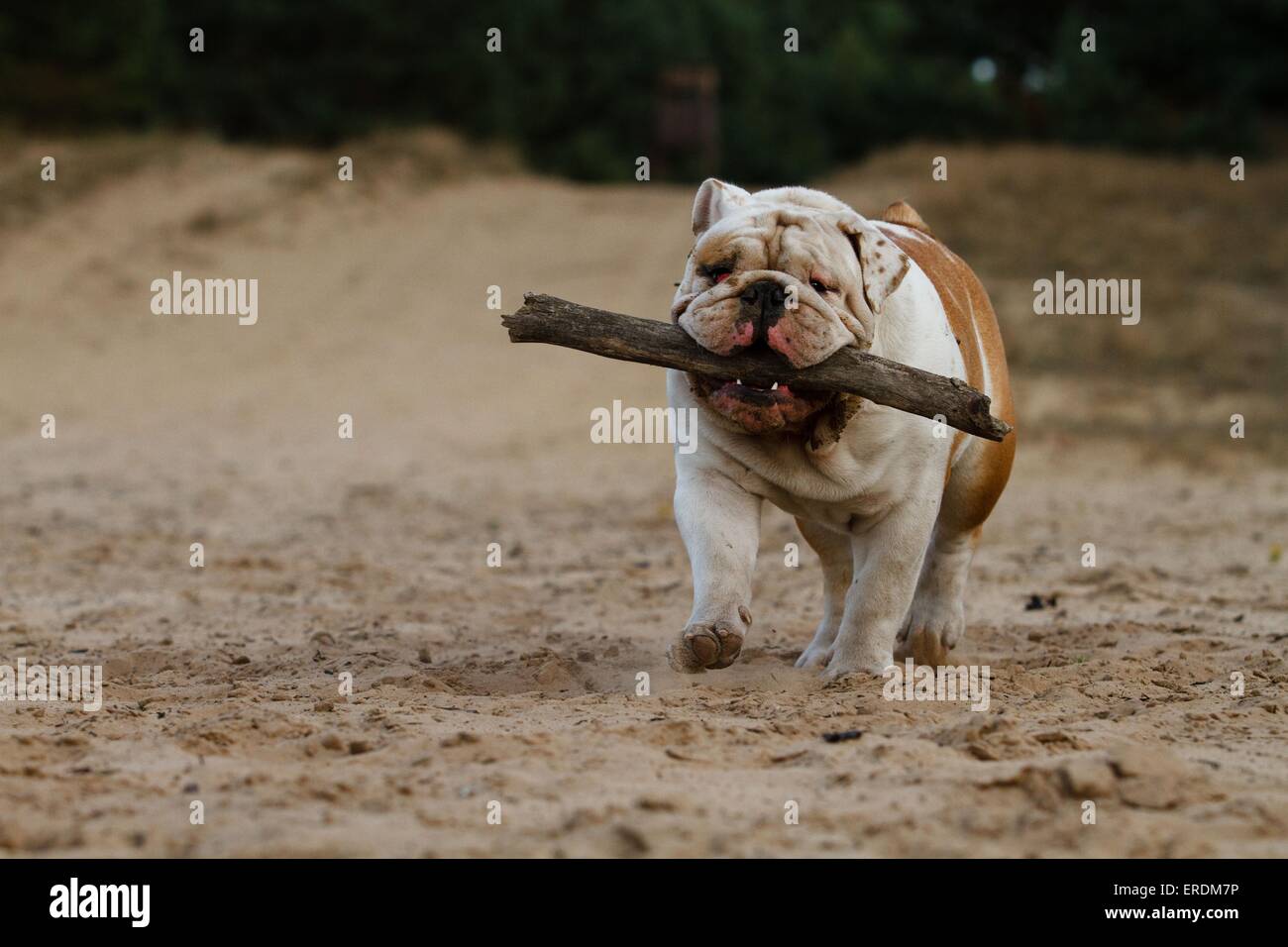 playing English Bulldog Stock Photo - Alamy