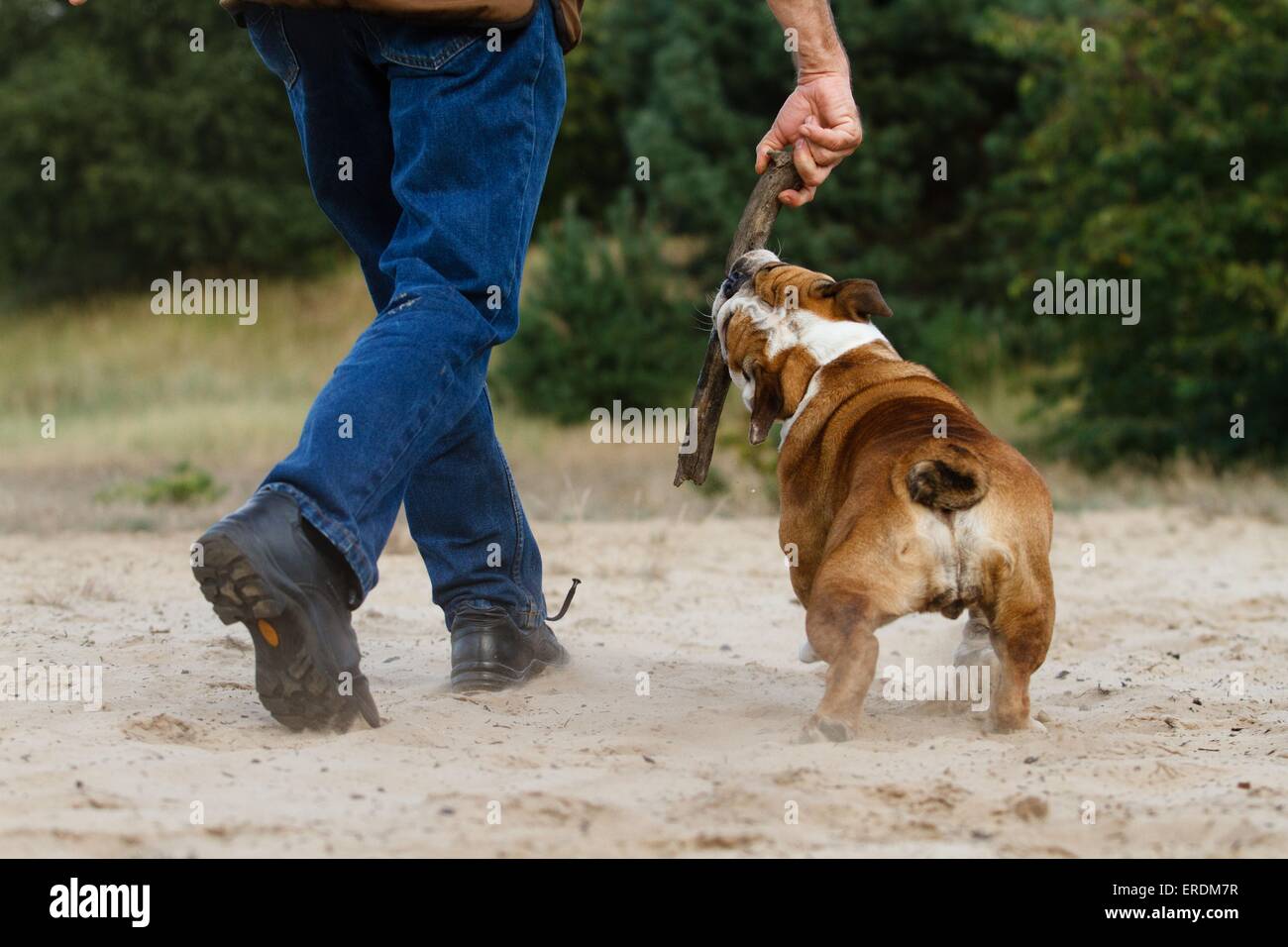 playing English Bulldog Stock Photo - Alamy