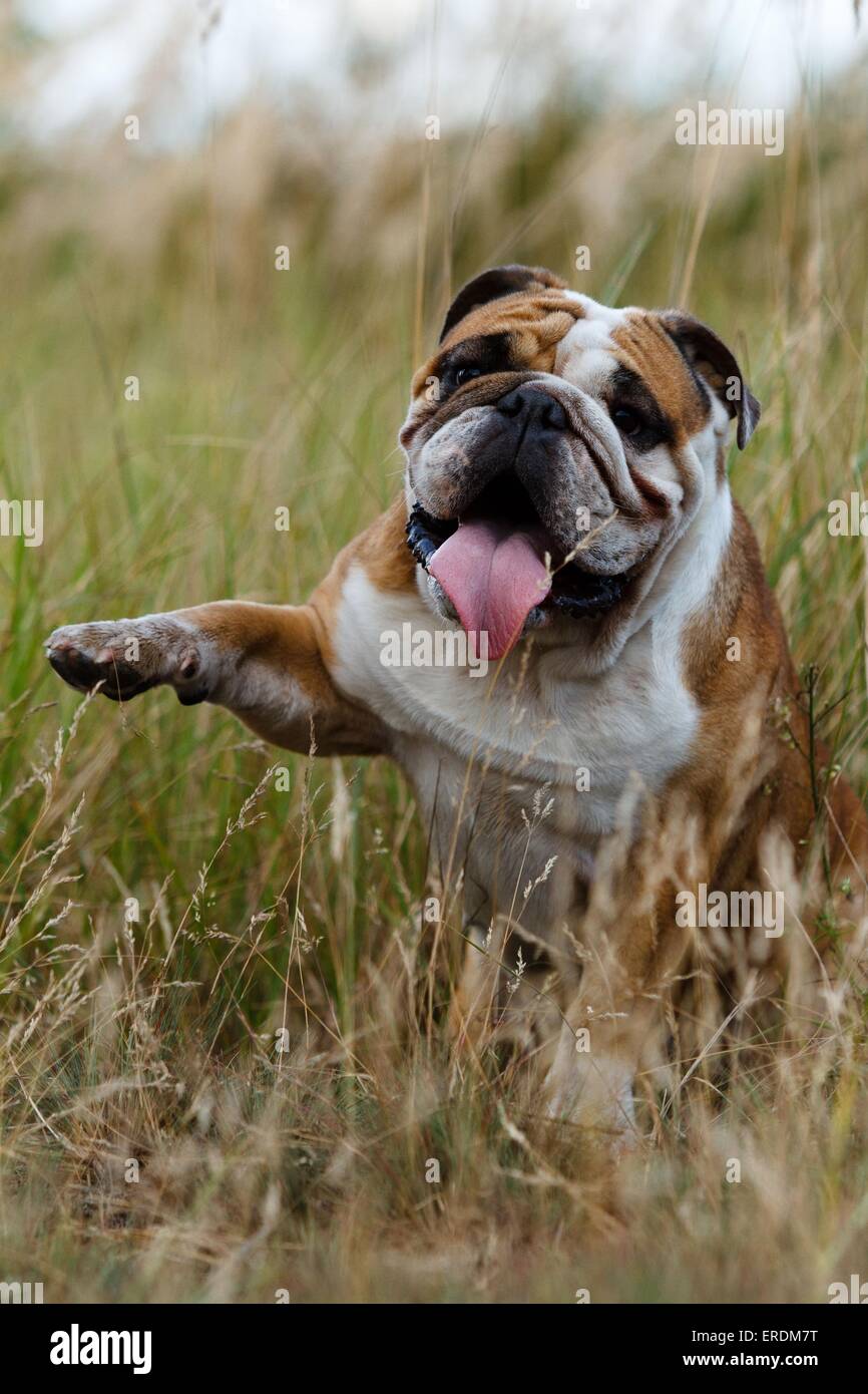 White Bulldog Paw Stock Photos & White Bulldog Paw Stock Images - Alamy