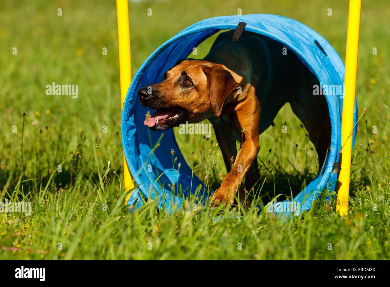 Rhodesian Ridgeback at Agility Stock Photo - Alamy