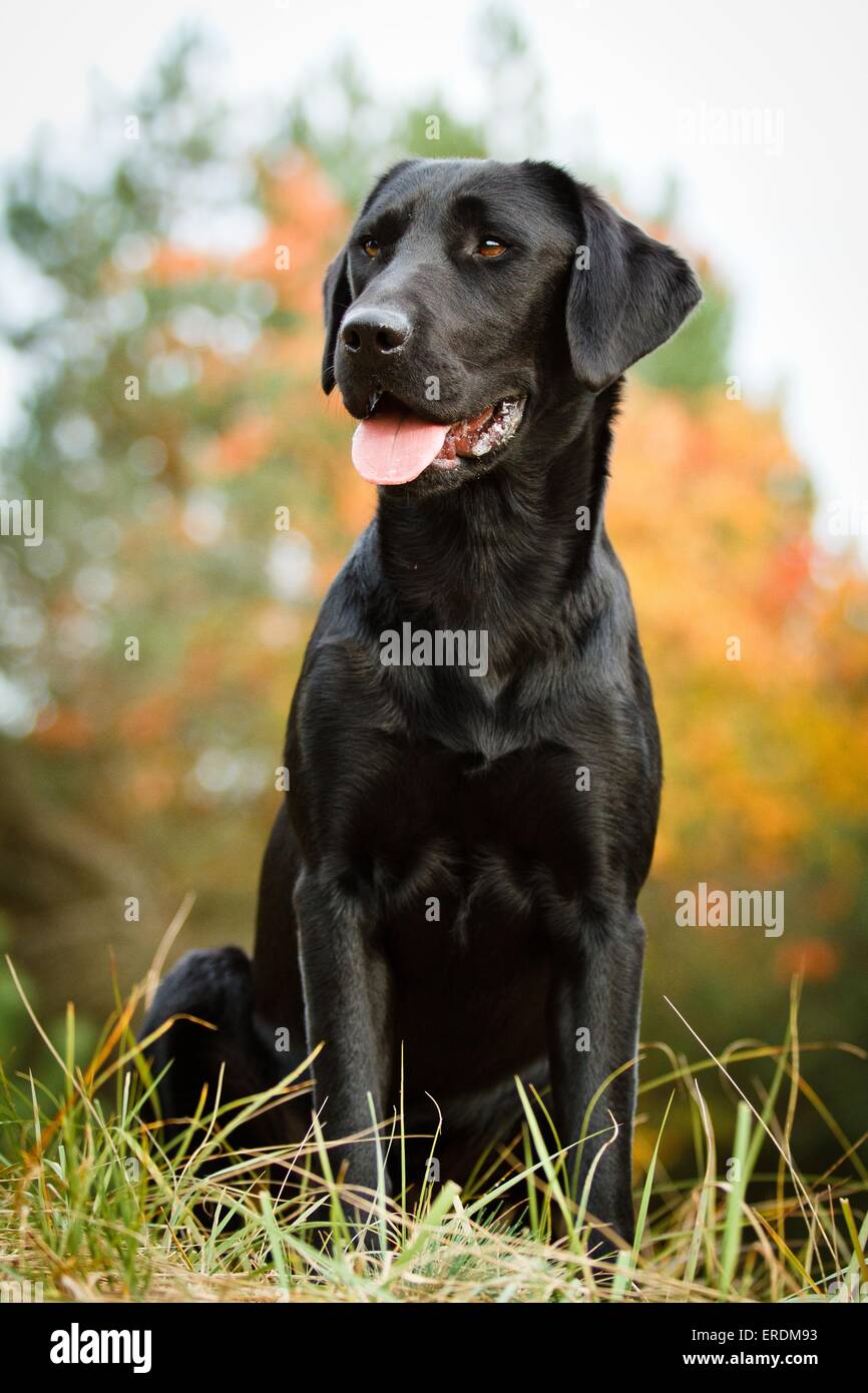 sitting Labrador Retriever Stock Photo - Alamy