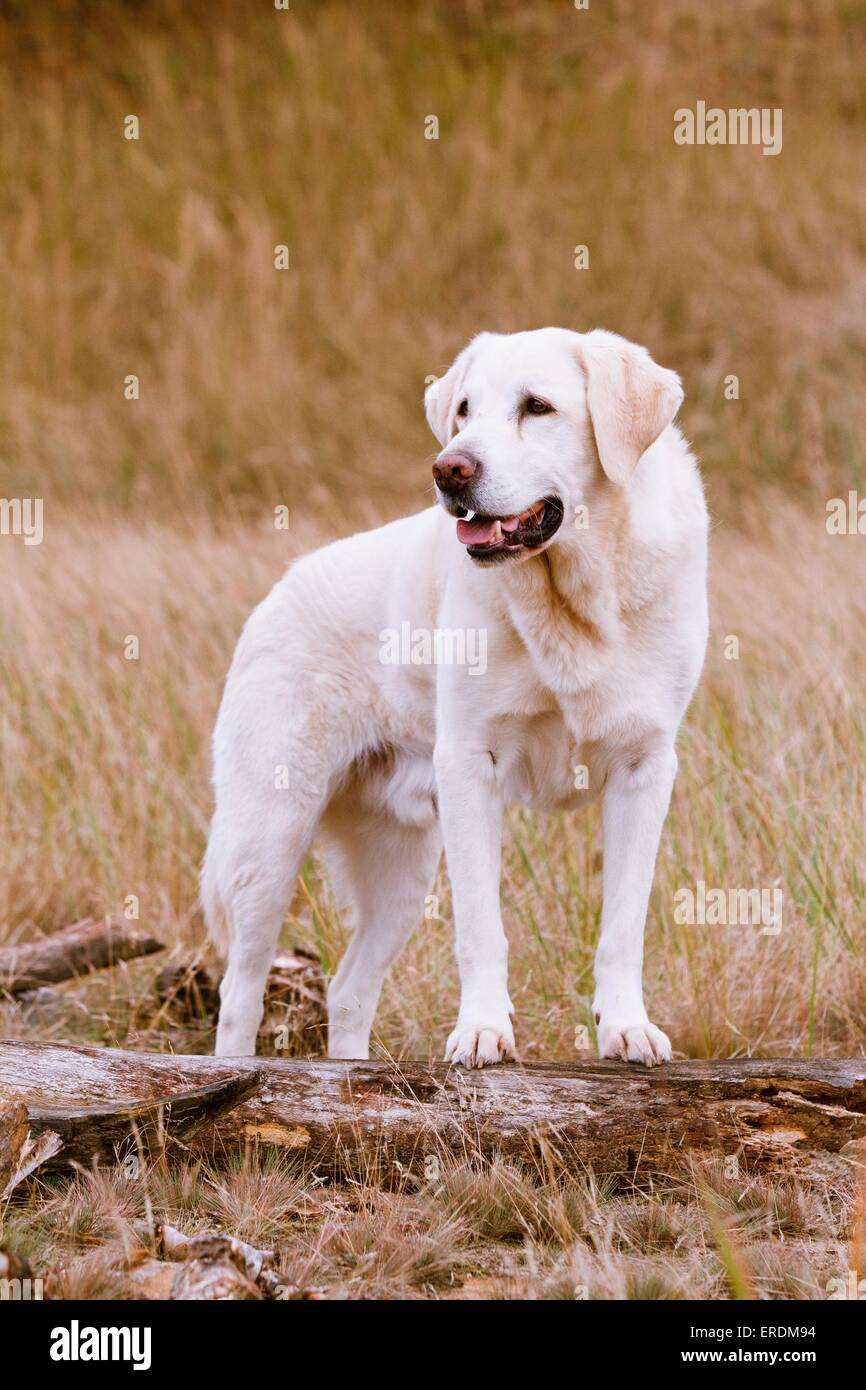 Dog labrador retriever adult yellow standing hi-res stock photography ...