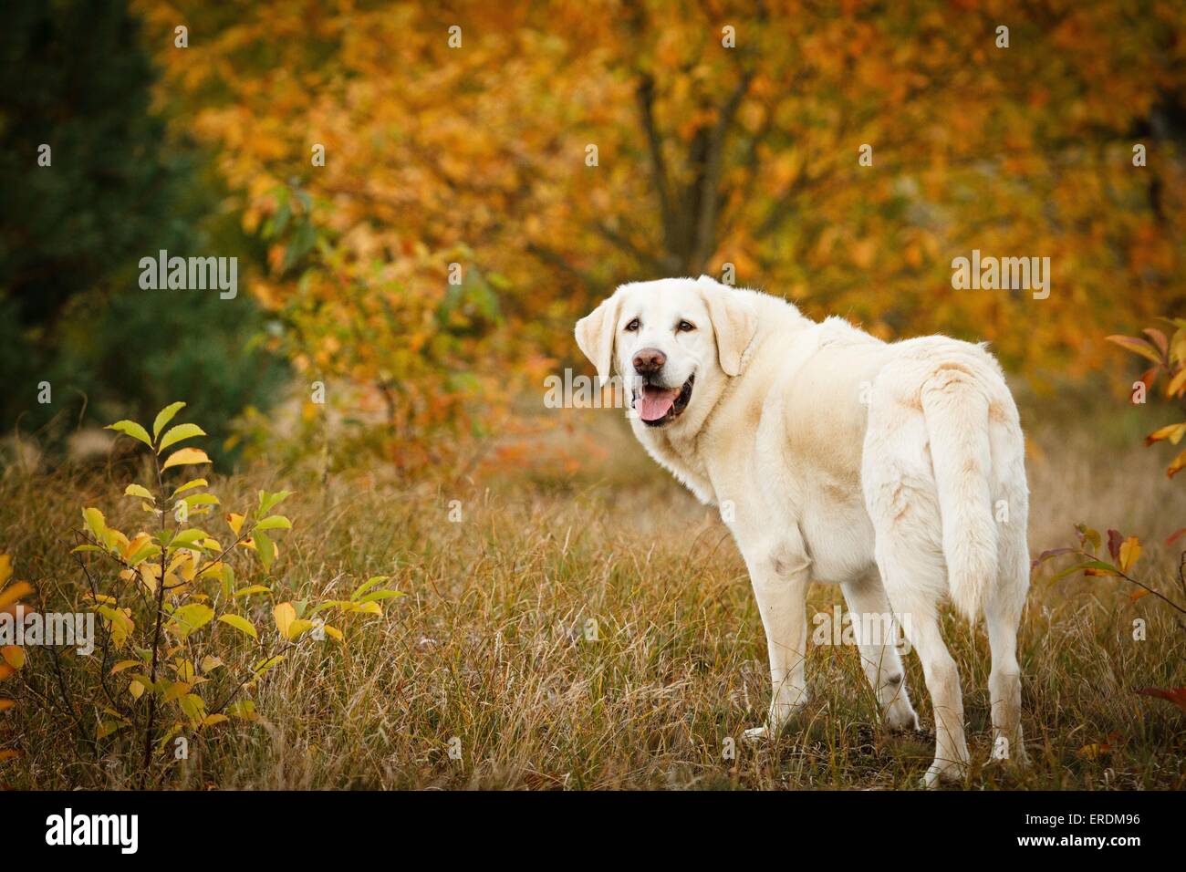 Dog labrador retriever adult yellow standing hi-res stock photography ...