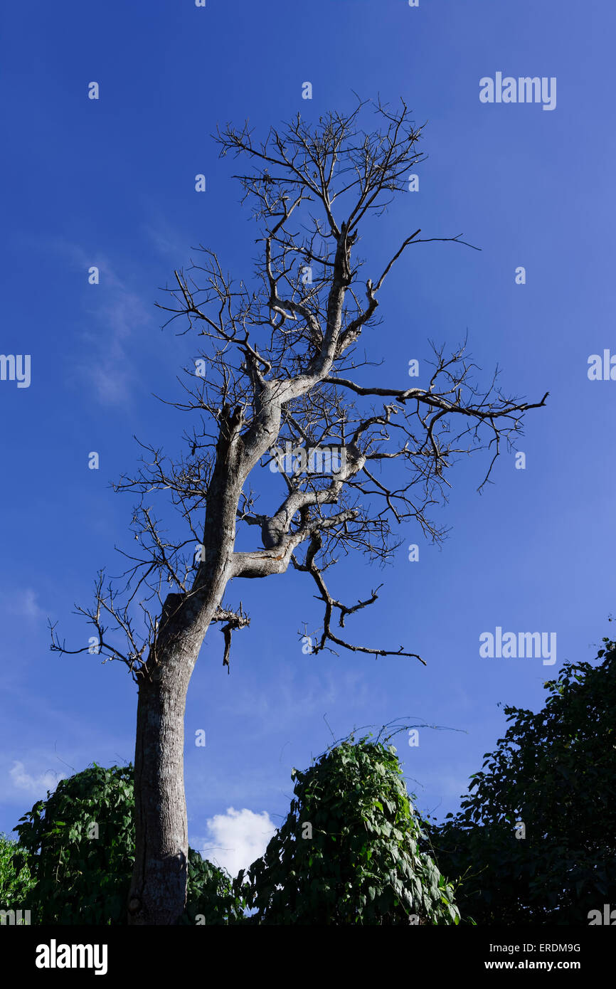 Dead Wood, Mango Stock Photo - Alamy