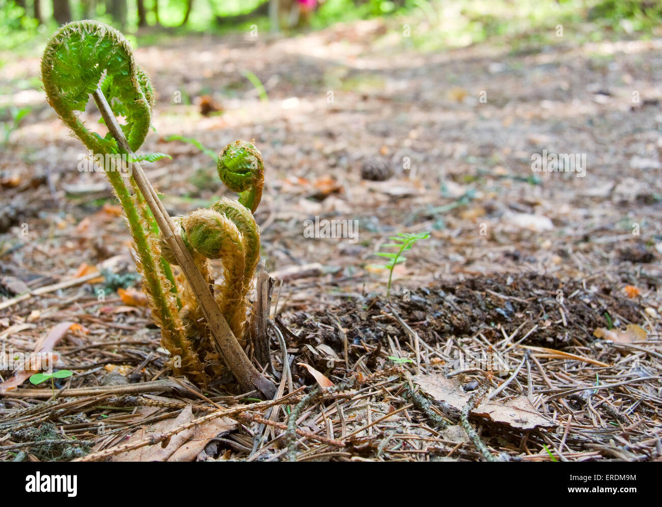 Fern sprout in the forest closeup view Stock Photo - Alamy