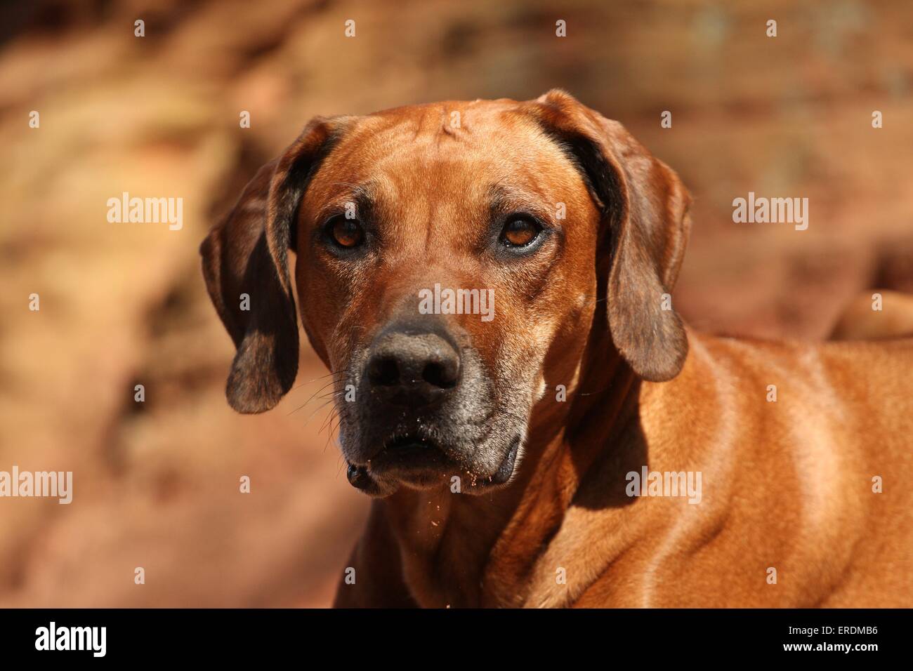 Rhodesian Ridgeback Portrait Stock Photo - Alamy