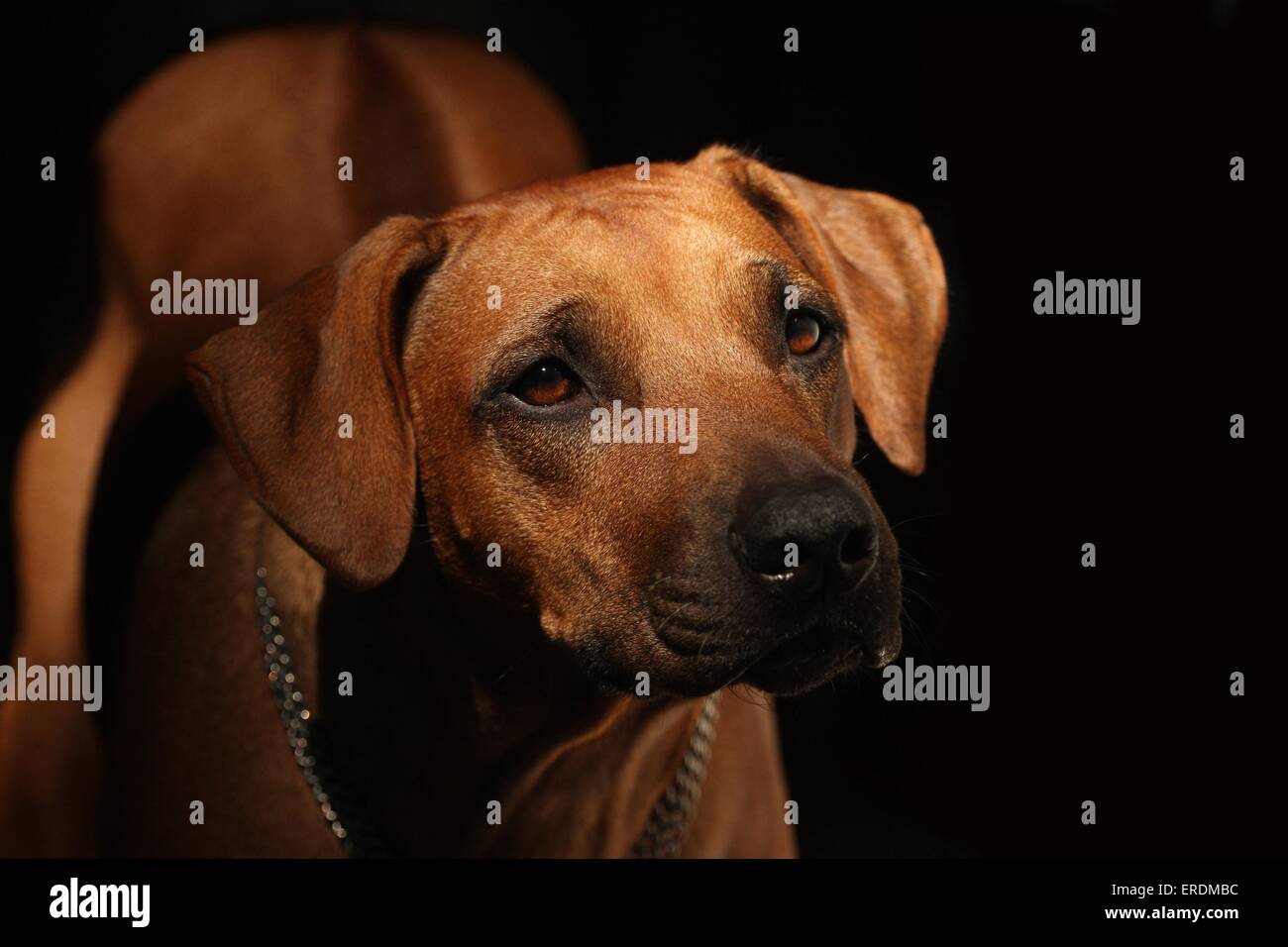 Rhodesian Ridgeback Portrait Stock Photo - Alamy