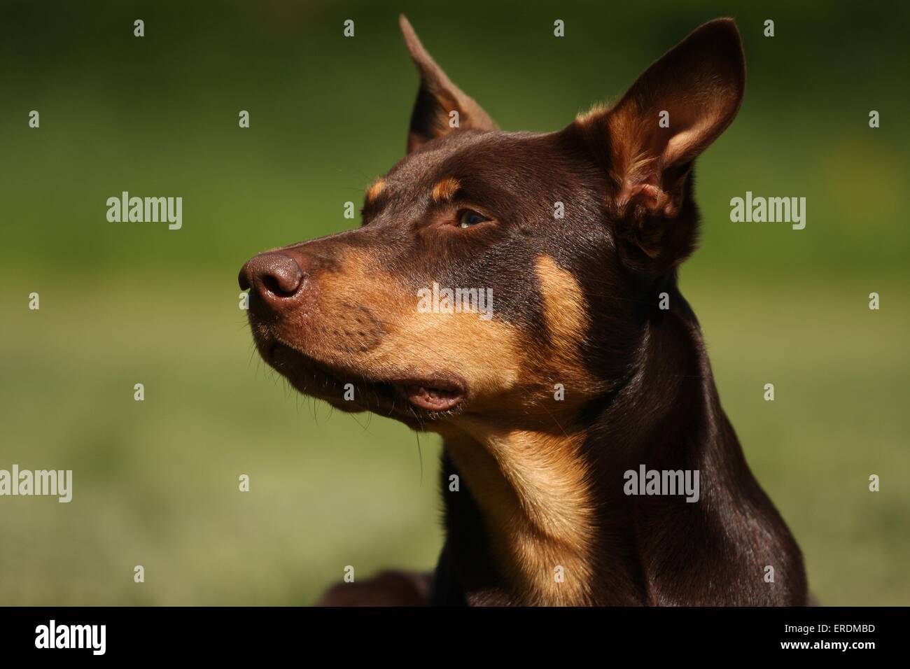Working Kelpie Portrait Stock Photo - Alamy