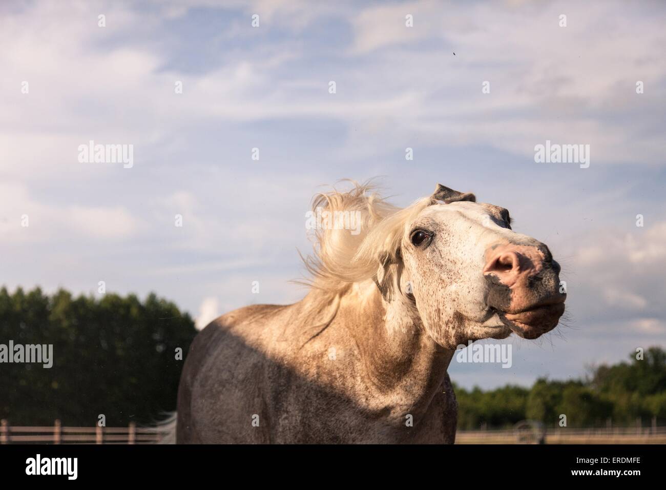 Shaking heads hi-res stock photography and images - Alamy