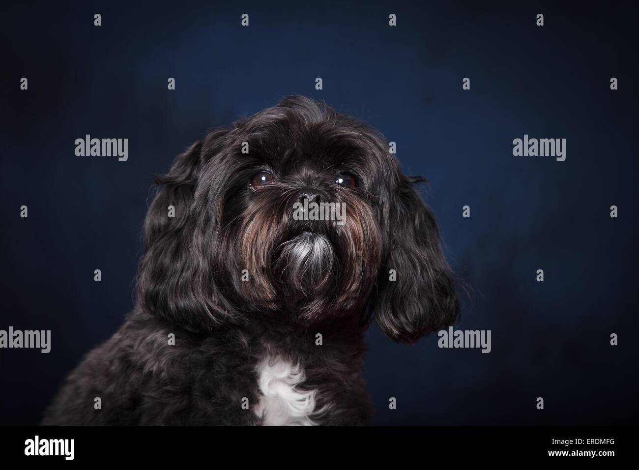 Bolonka zwetna Portrait Stock Photo - Alamy
