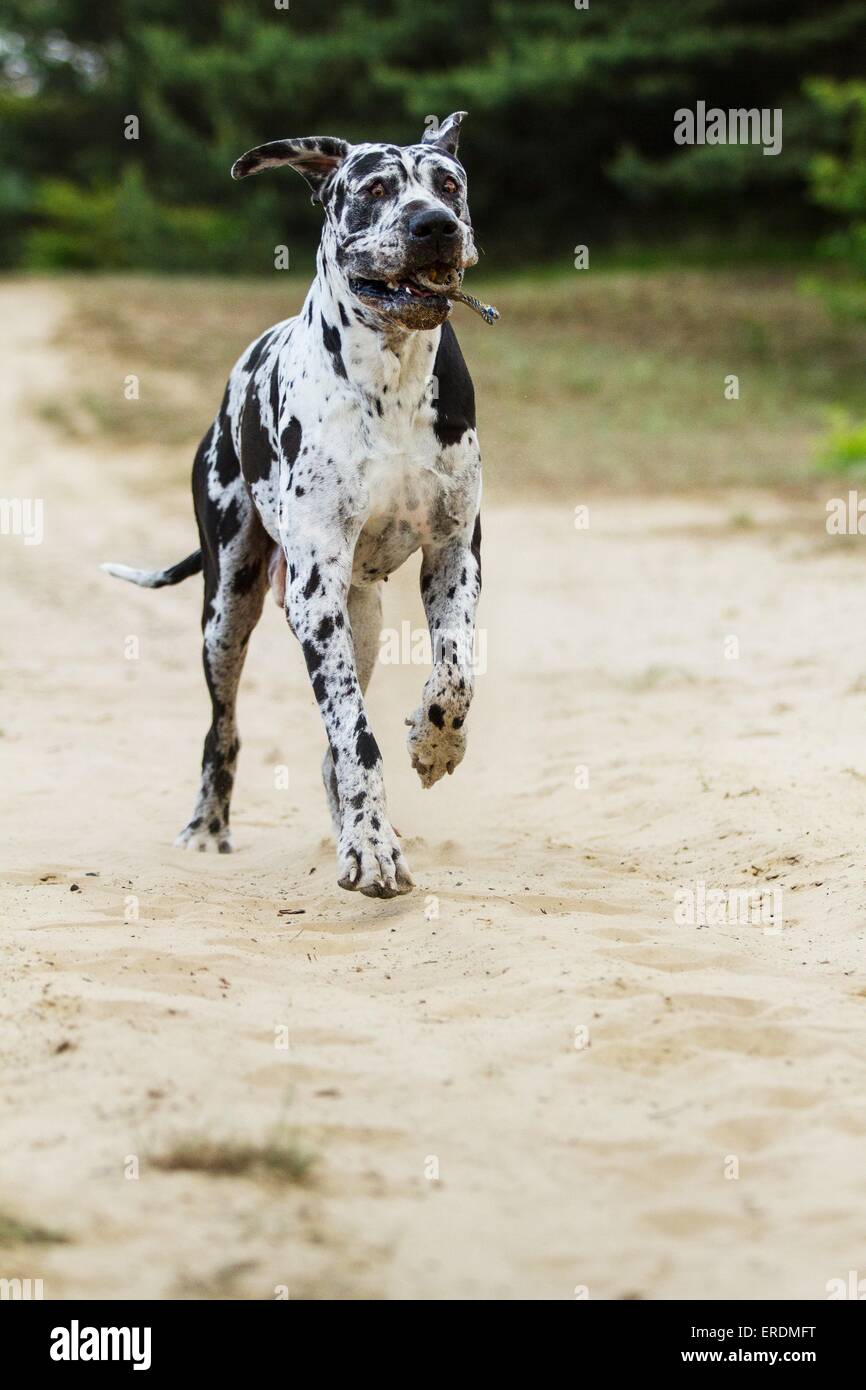 playing Great Dane Stock Photo - Alamy