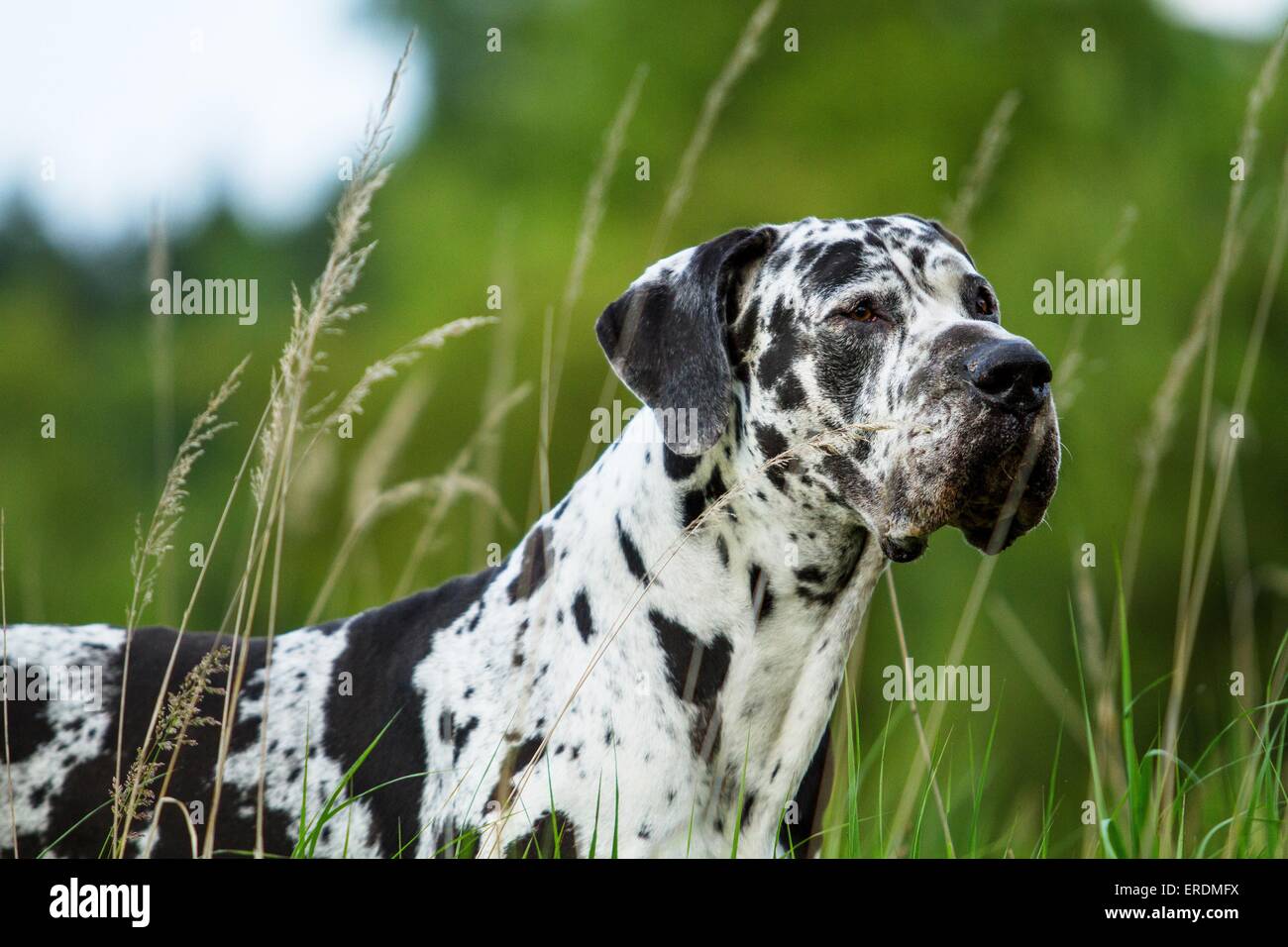Great Dane portrait Stock Photo - Alamy
