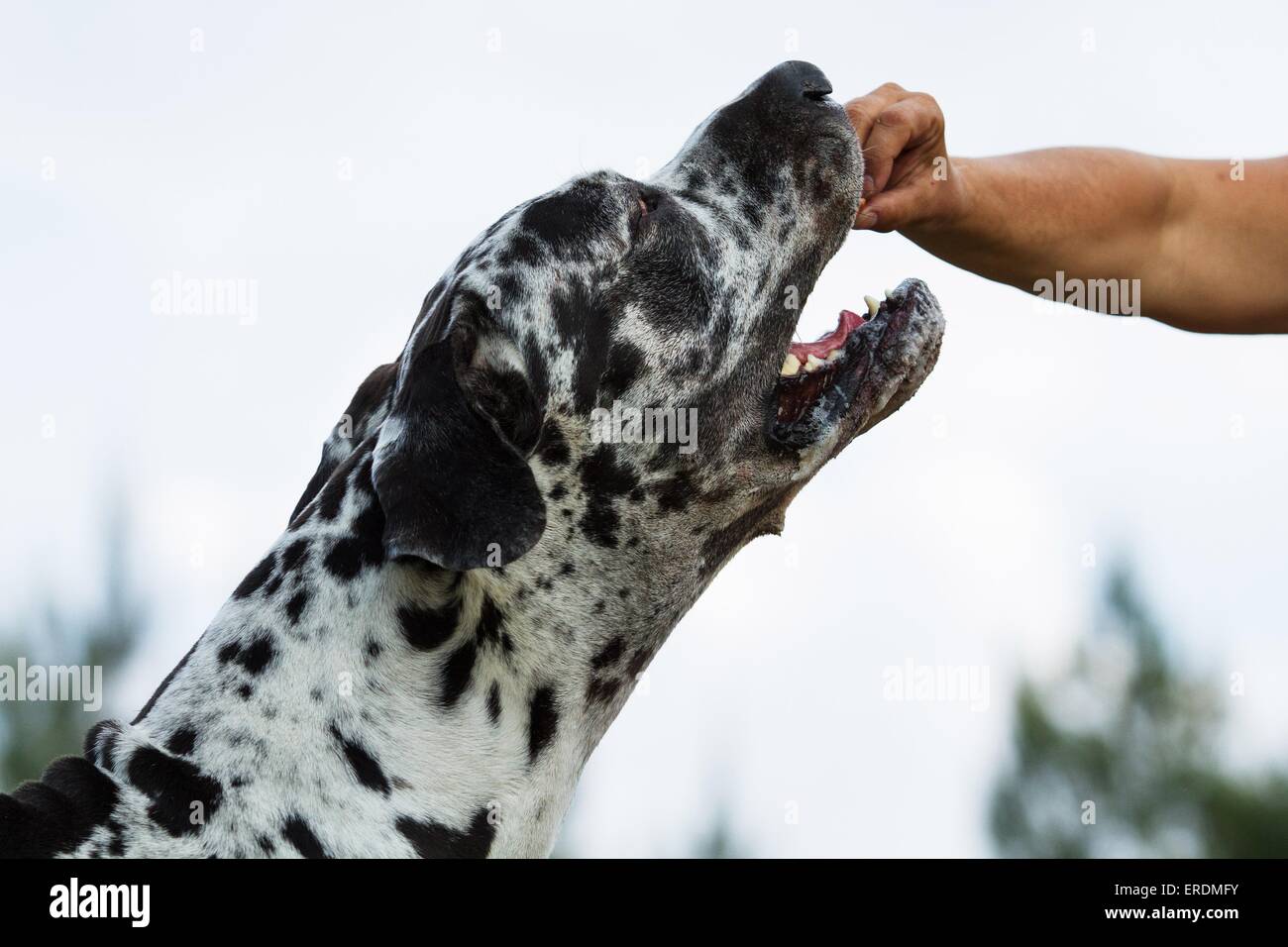 eating Great Dane Stock Photo - Alamy