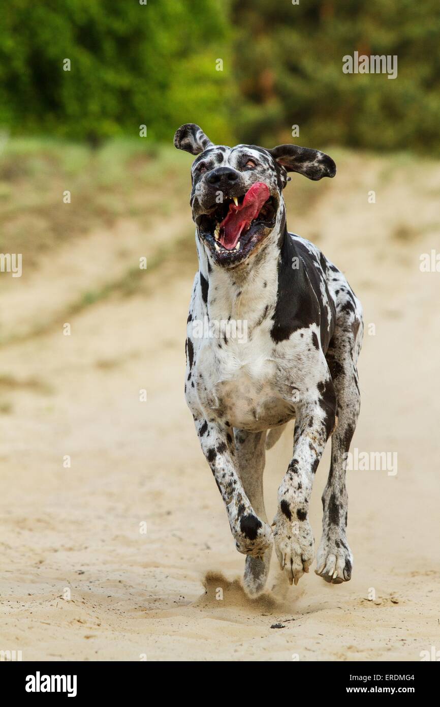 running Great Dane Stock Photo - Alamy