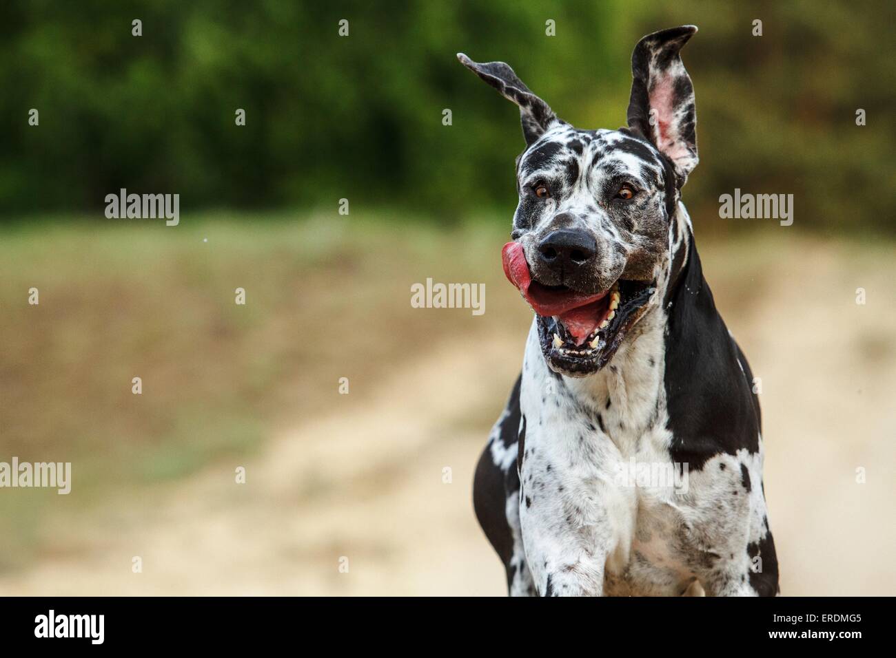 Great Dane portrait Stock Photo - Alamy