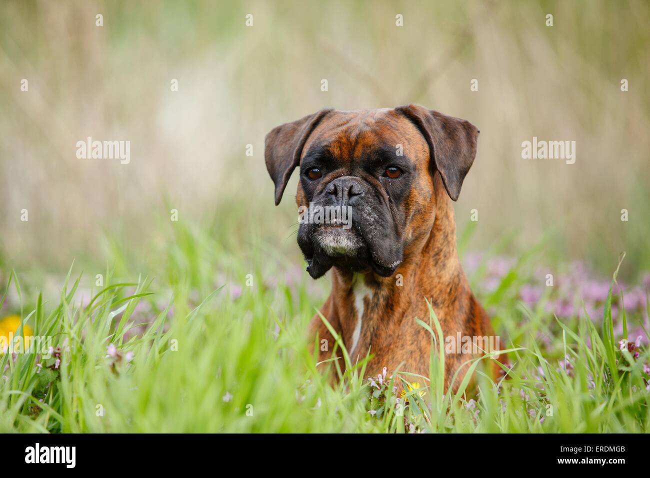 German Boxer Portrait Stock Photo - Alamy