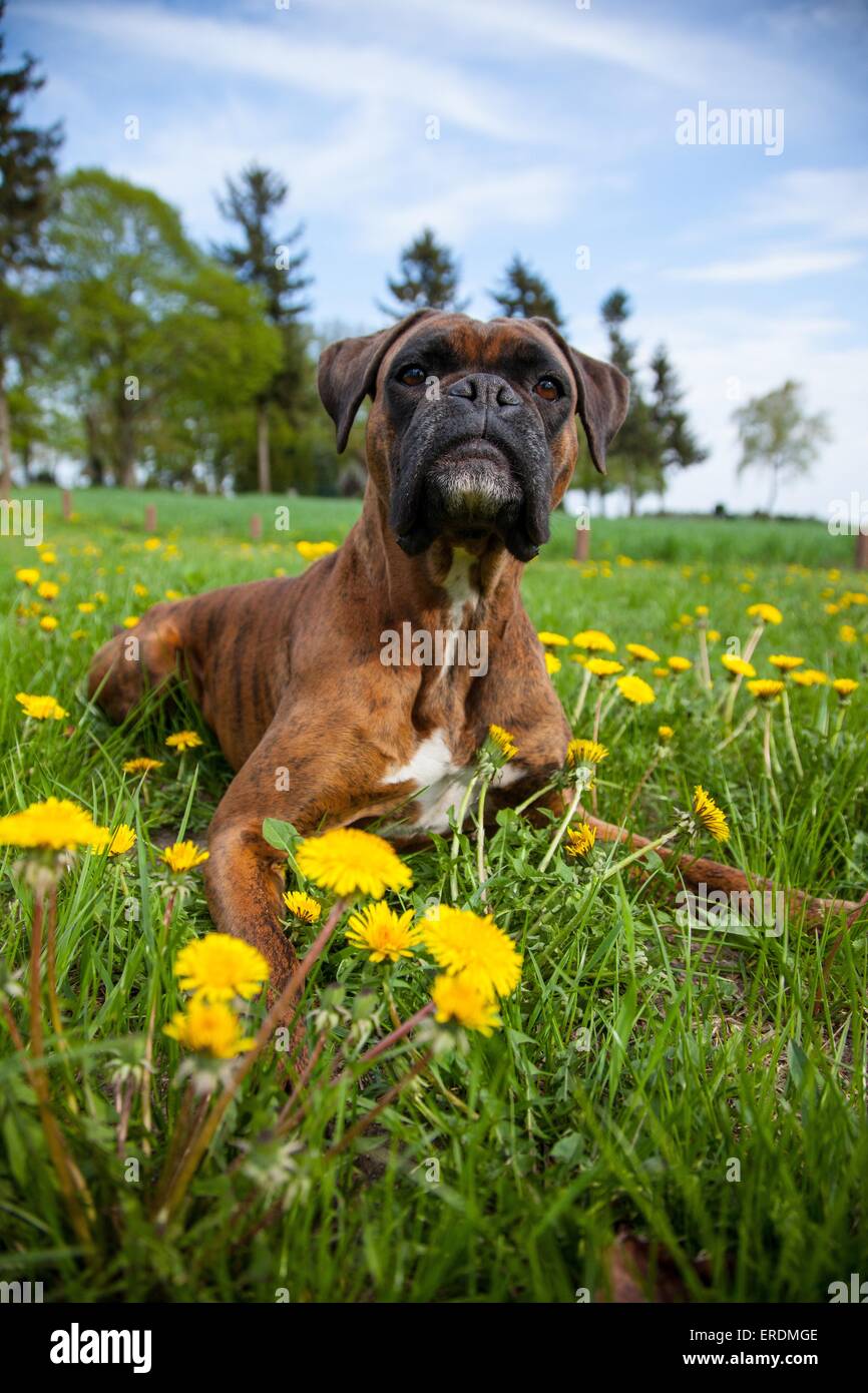 lying German Boxer Stock Photo - Alamy