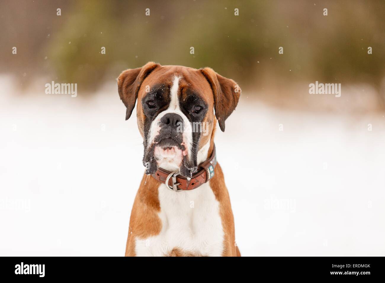 German Boxer Portrait Stock Photo - Alamy