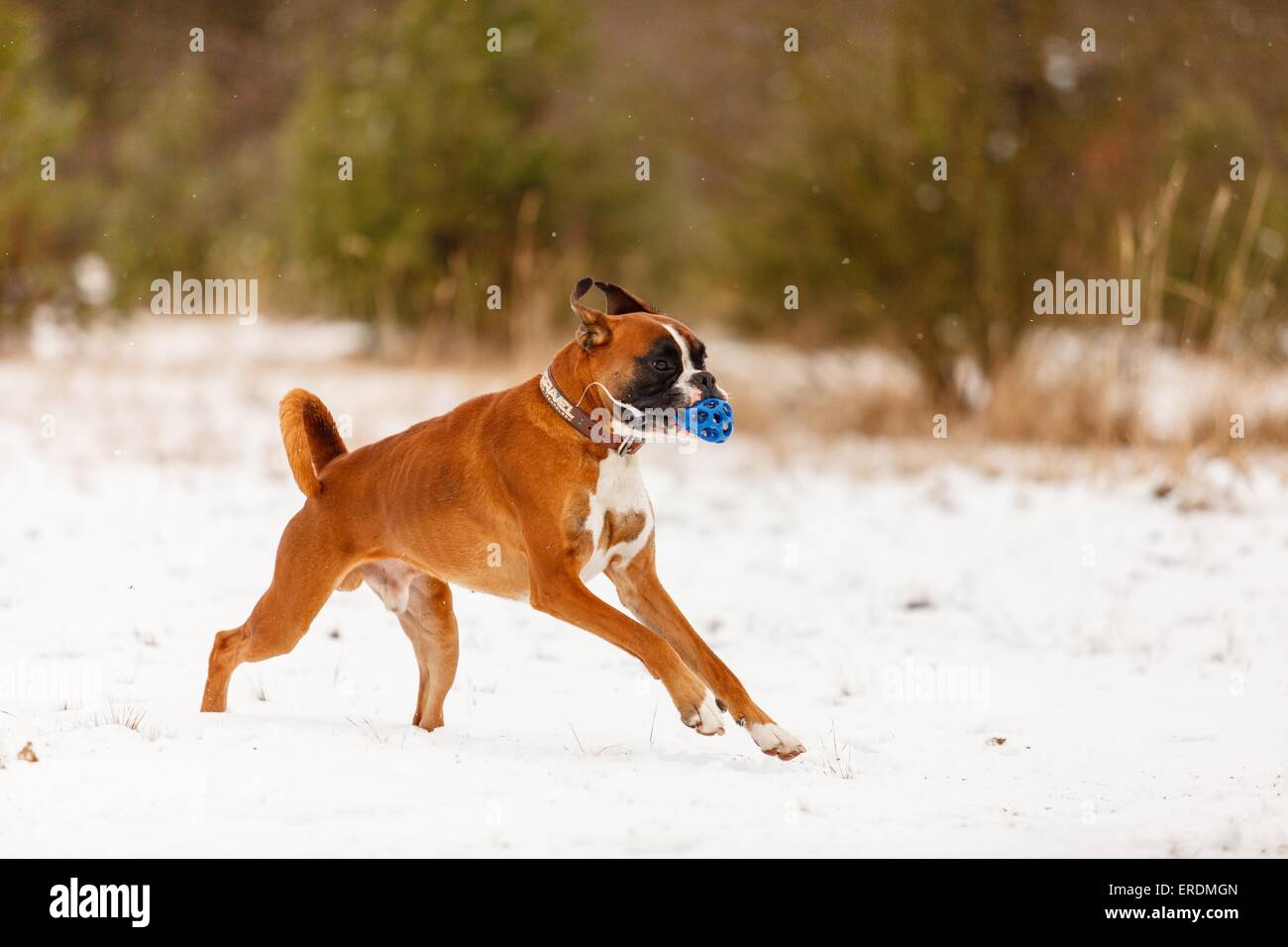 playing German Boxer Stock Photo - Alamy
