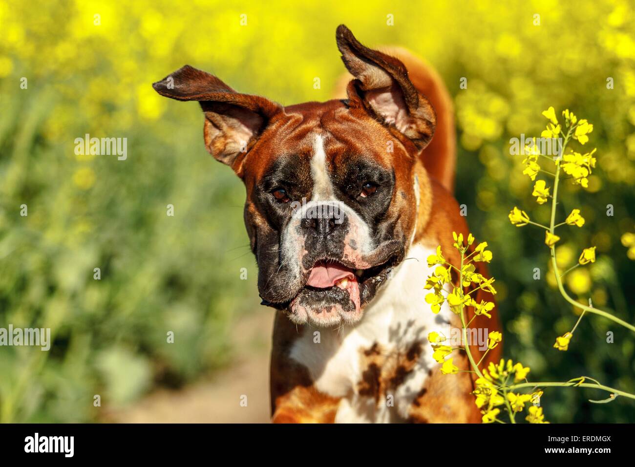 German Boxer Portrait Stock Photo - Alamy