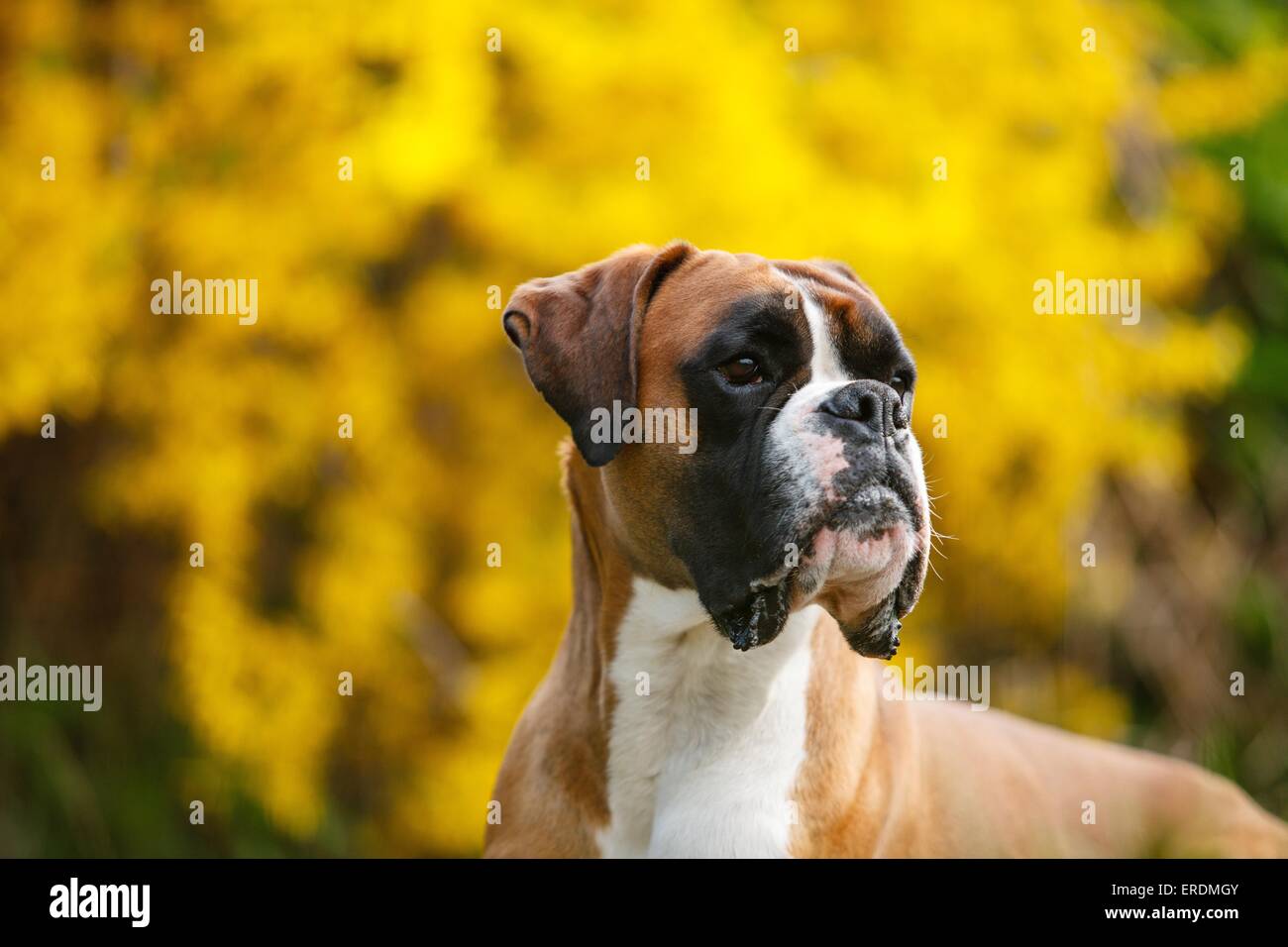 German Boxer Portrait Stock Photo - Alamy