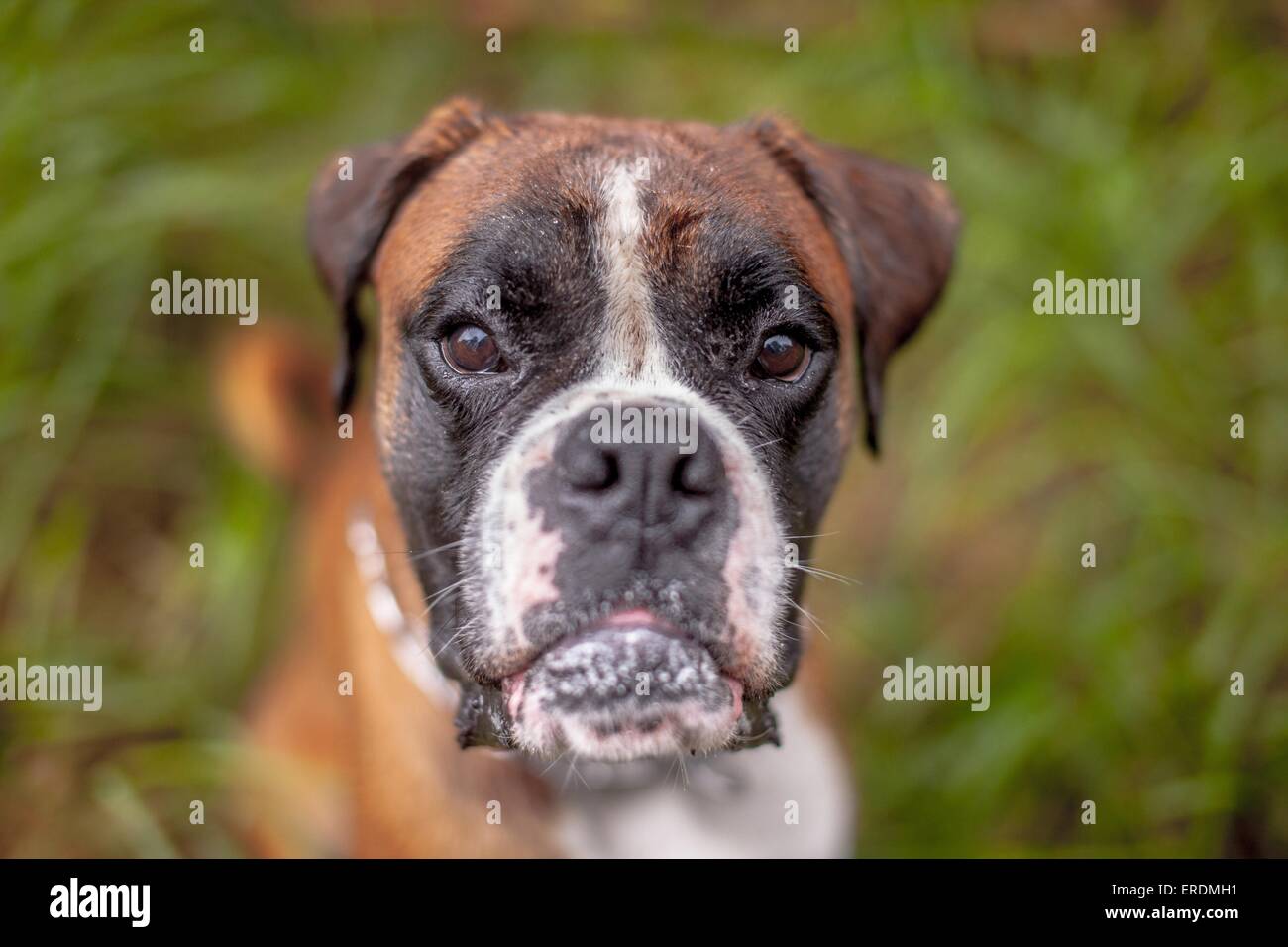German Boxer Portrait Stock Photo - Alamy