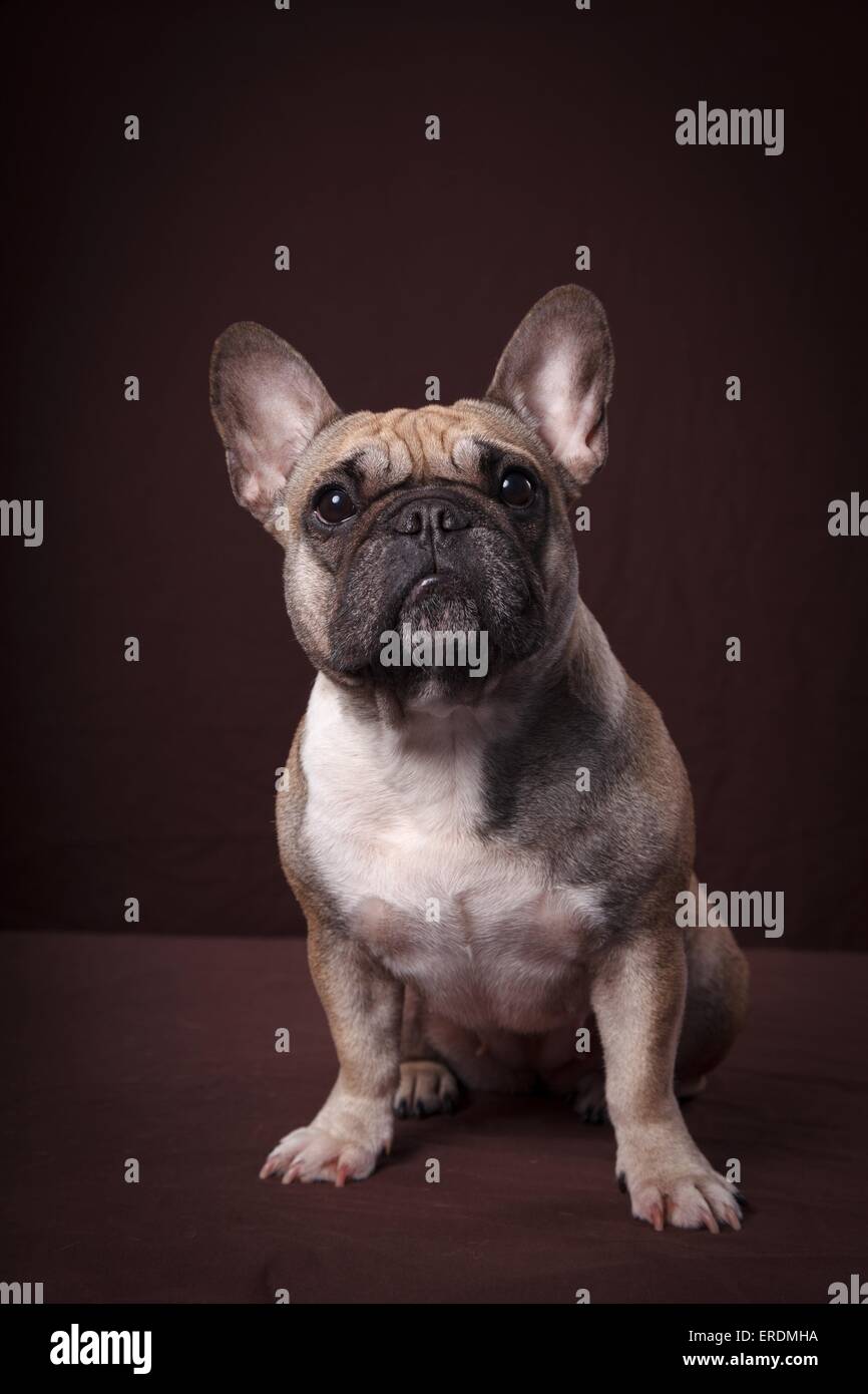 sitting French Bulldog Stock Photo - Alamy
