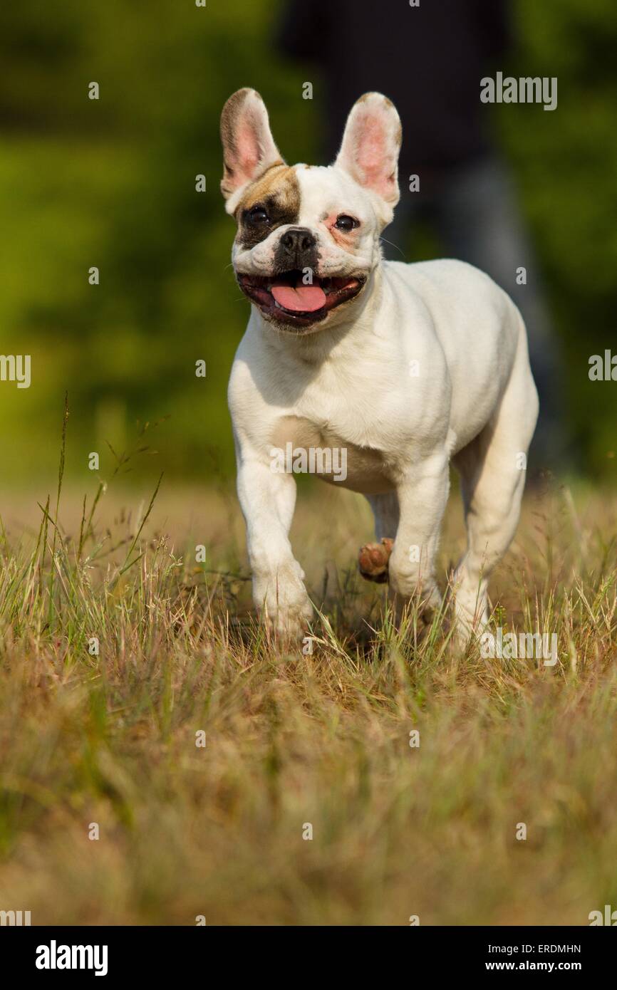running French Bulldog Stock Photo - Alamy