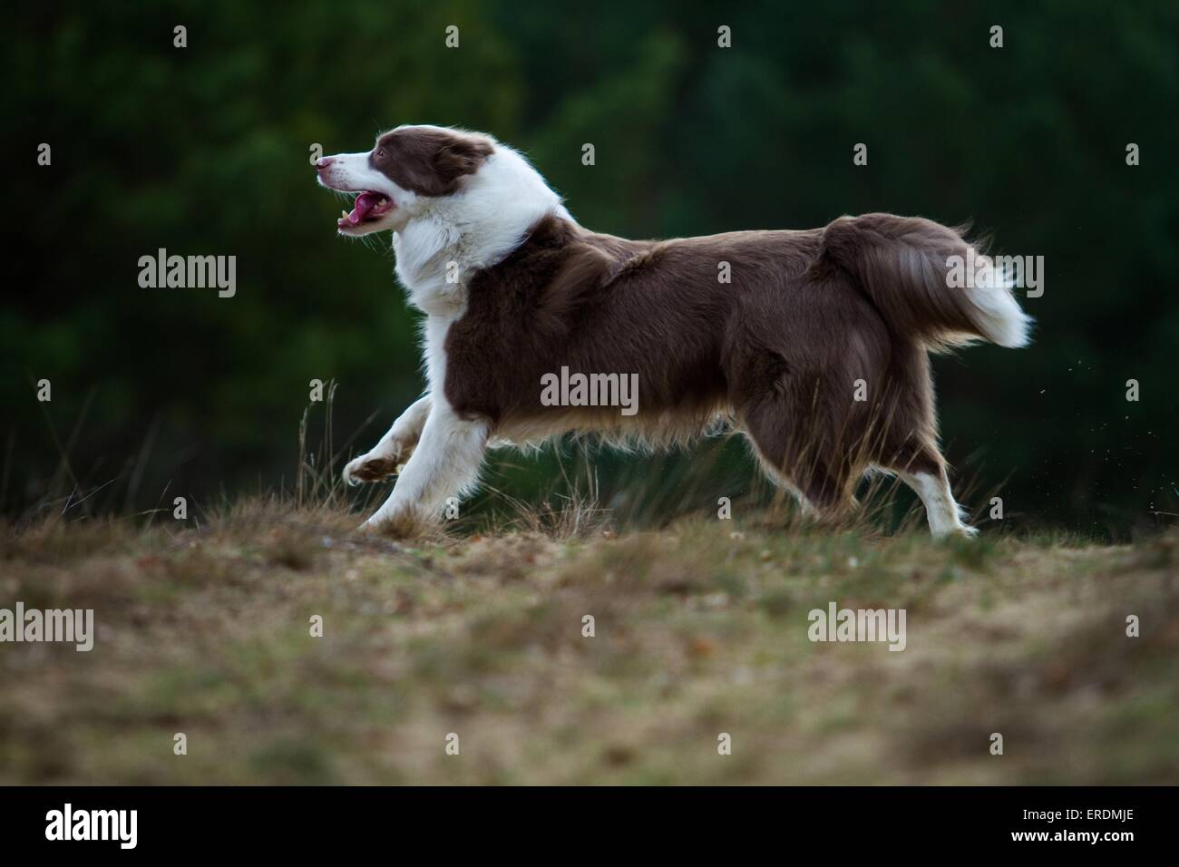 running Border Collie Stock Photo - Alamy