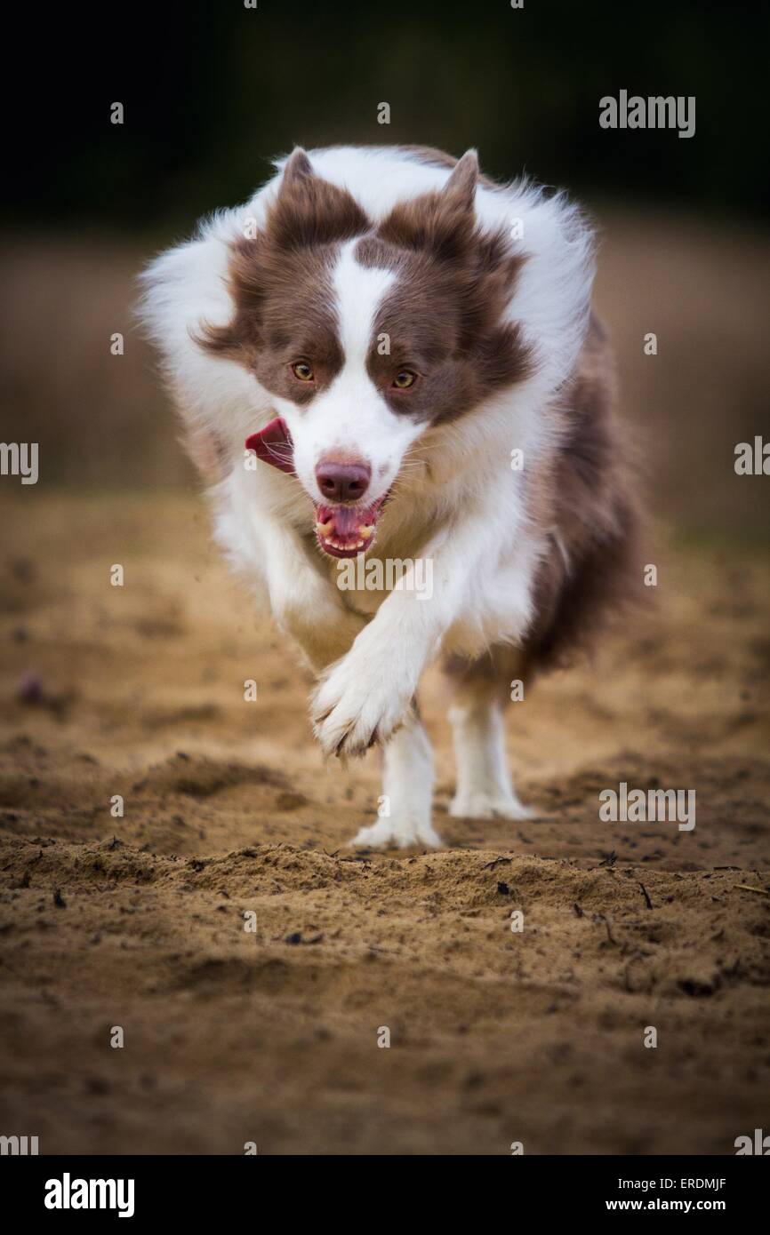 running Border Collie Stock Photo - Alamy