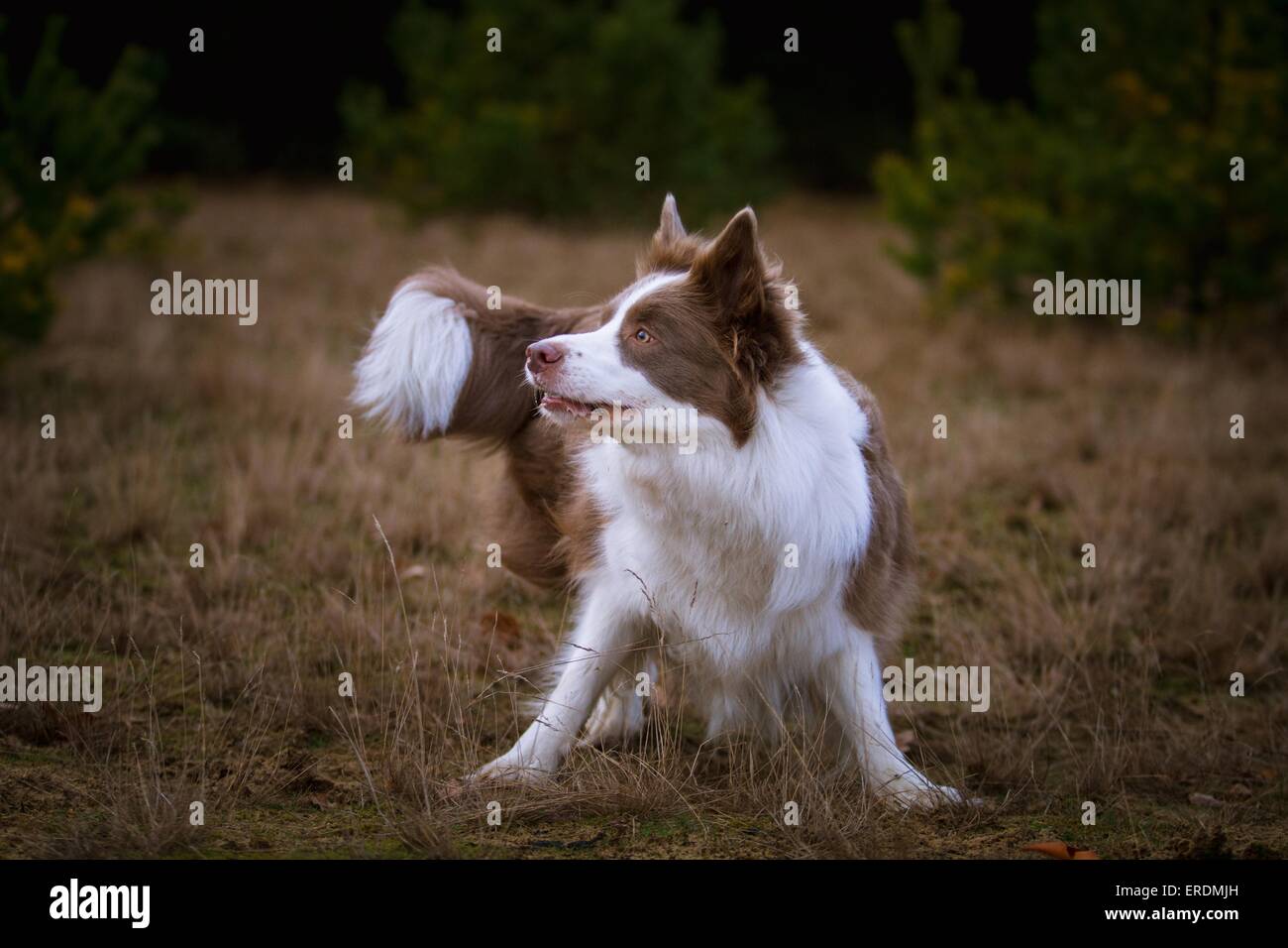 standing Border Collie Stock Photo - Alamy