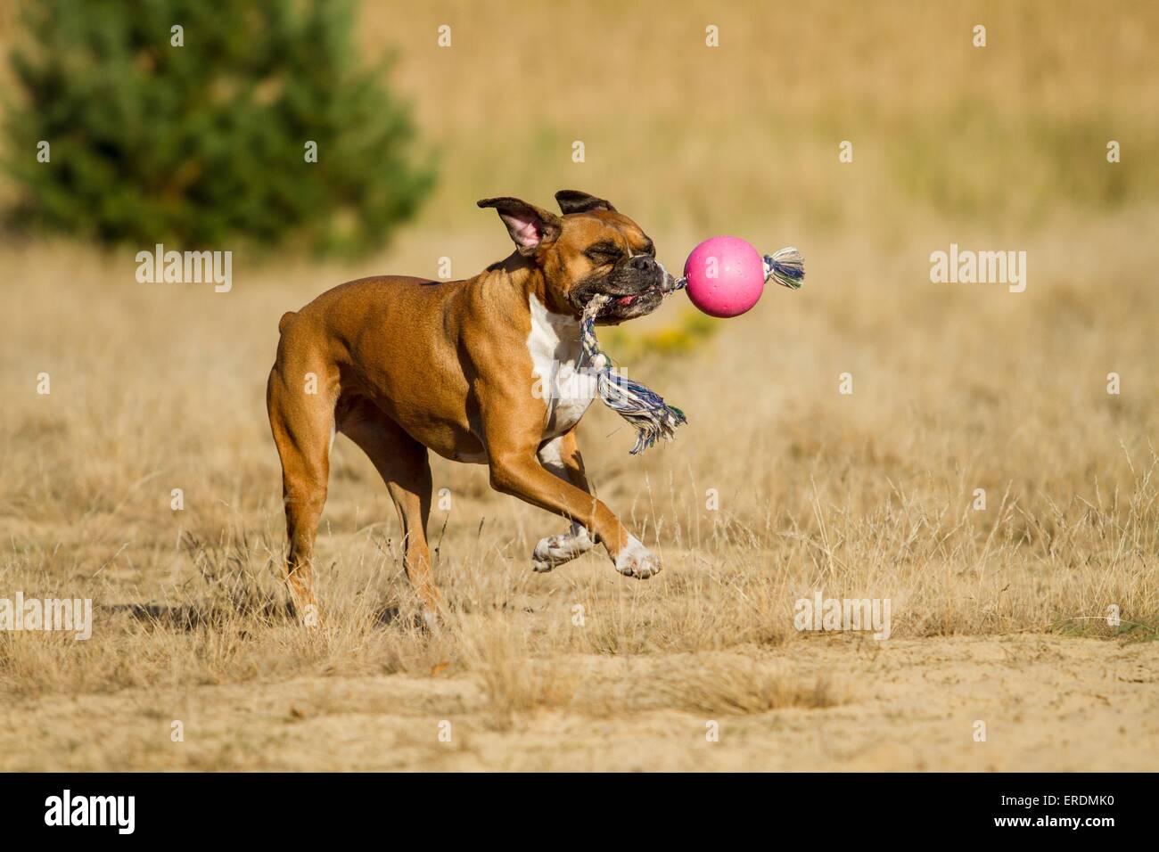 playing German Boxer Stock Photo - Alamy